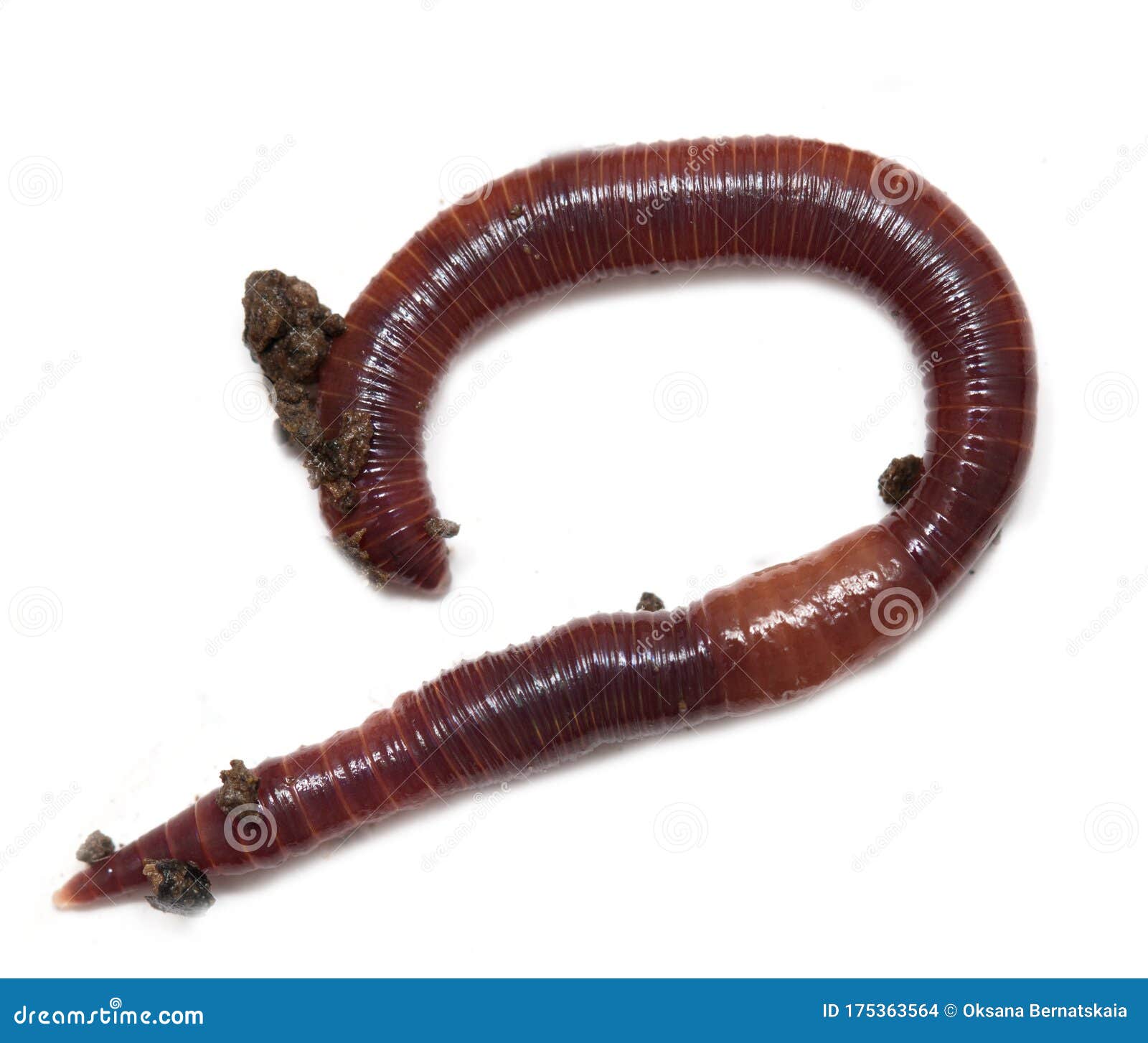 Red Earthworm To the Ground on a White Background Stock Photo - Image ...