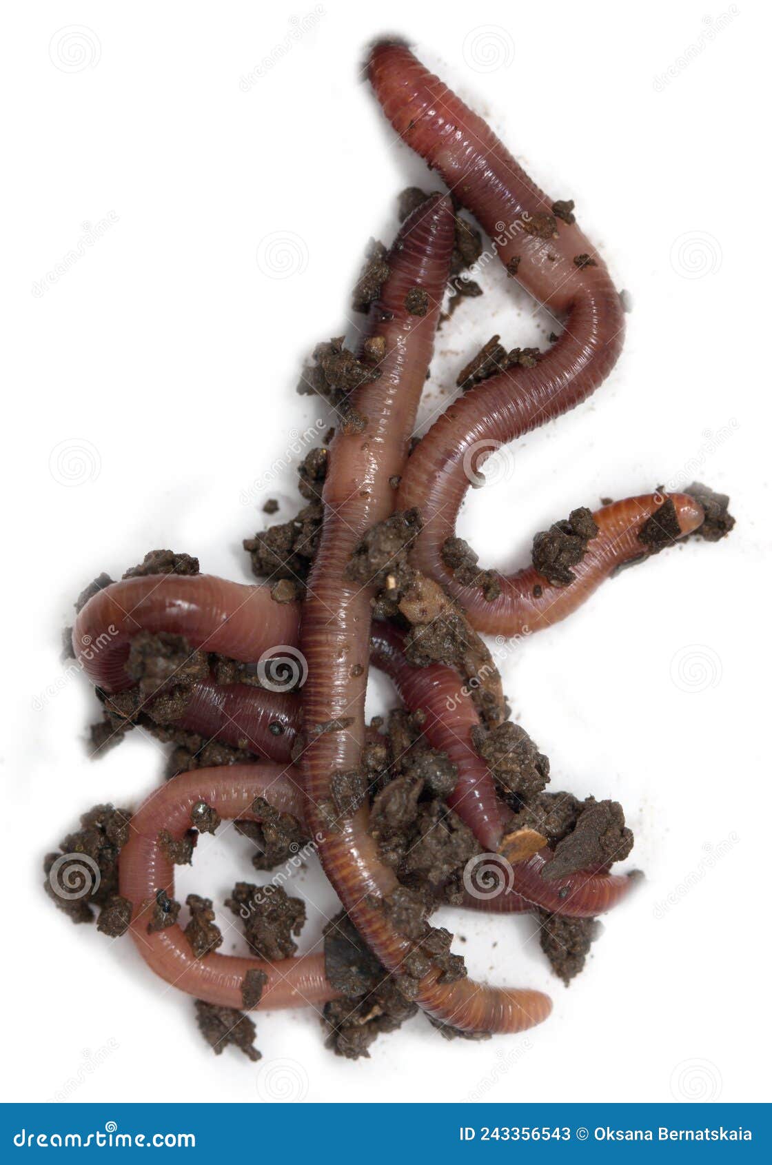 Red Earthworm To the Ground on a White Background Stock Image - Image ...