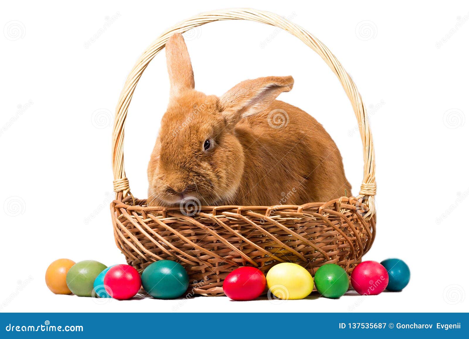 Red Easter Bunny in a Basket with Eggs, Isolate Stock Image - Image of ...