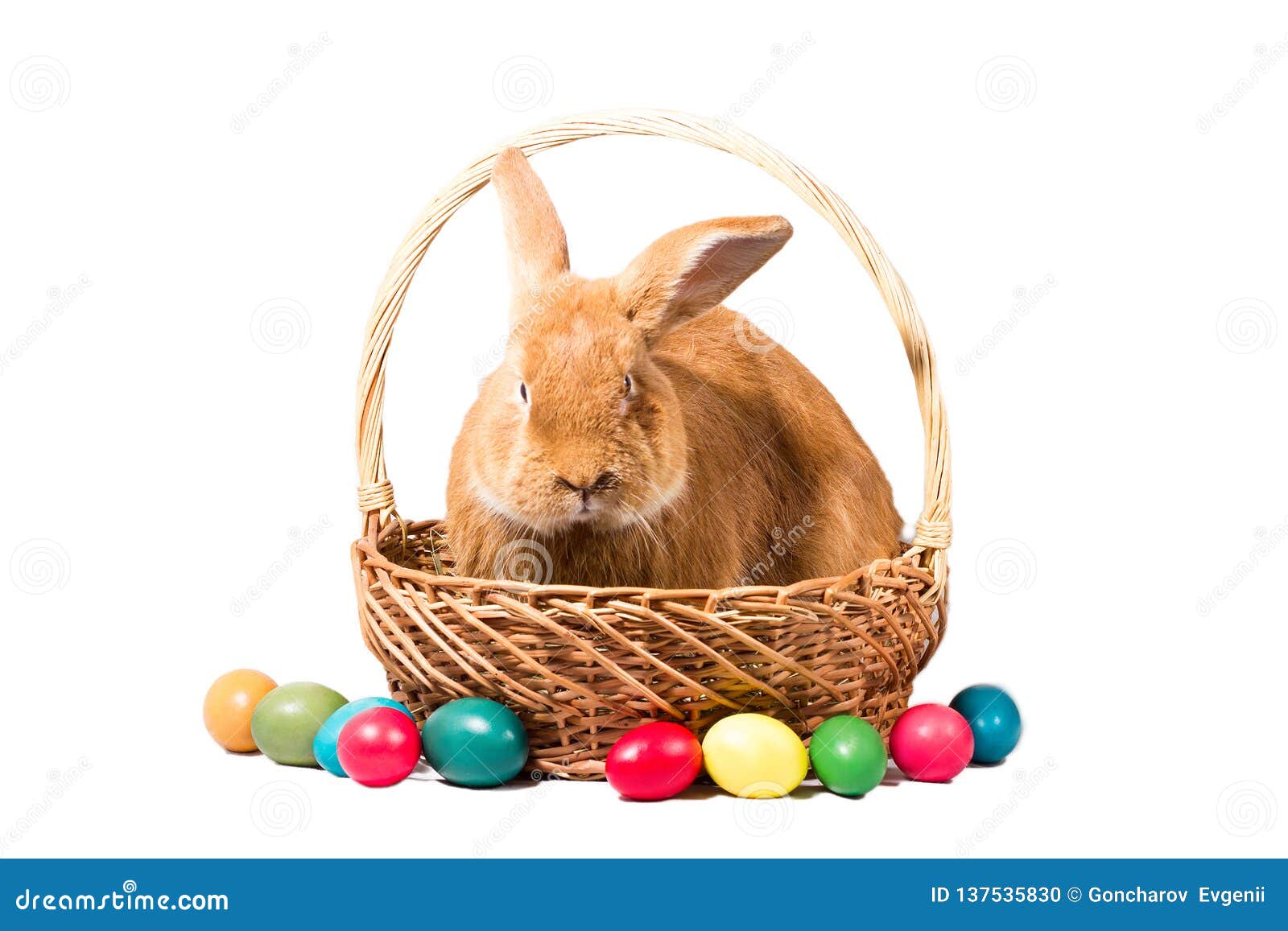 Red Easter Bunny in a Basket with Eggs, Isolate Stock Photo - Image of ...