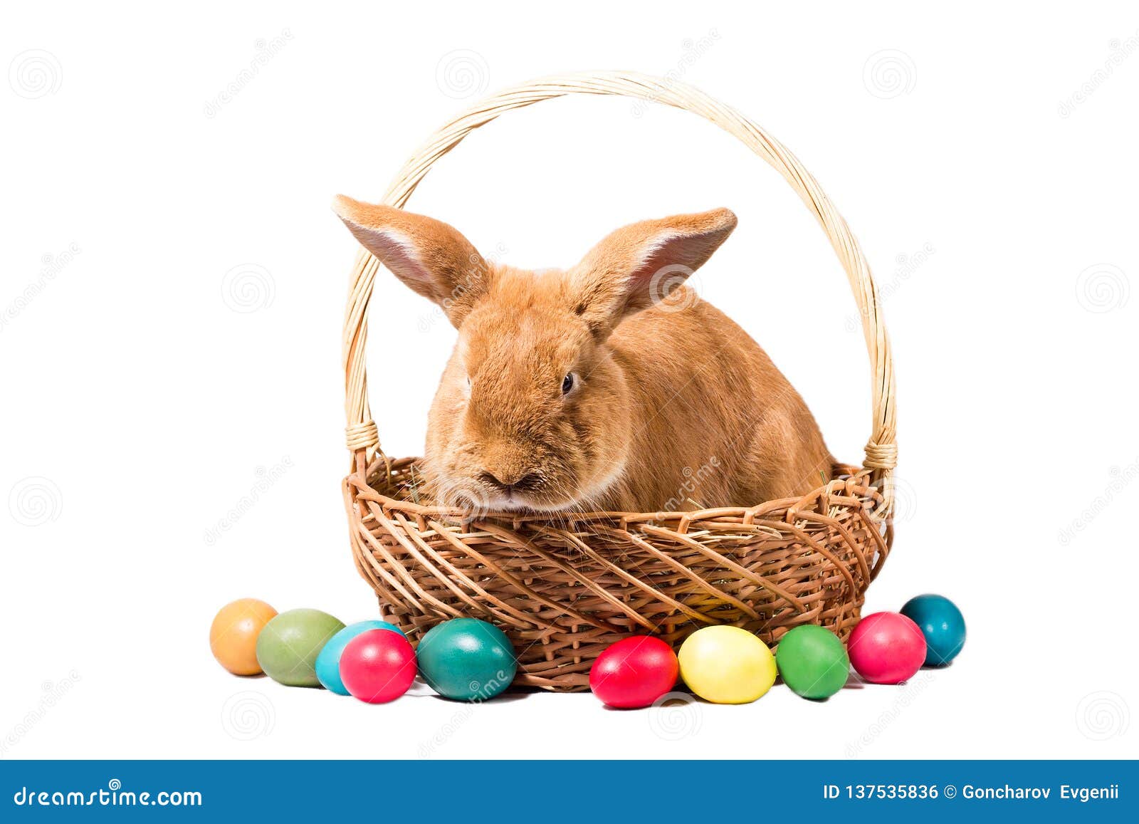 Red Easter Bunny in a Basket with Eggs, Isolate Stock Photo - Image of ...