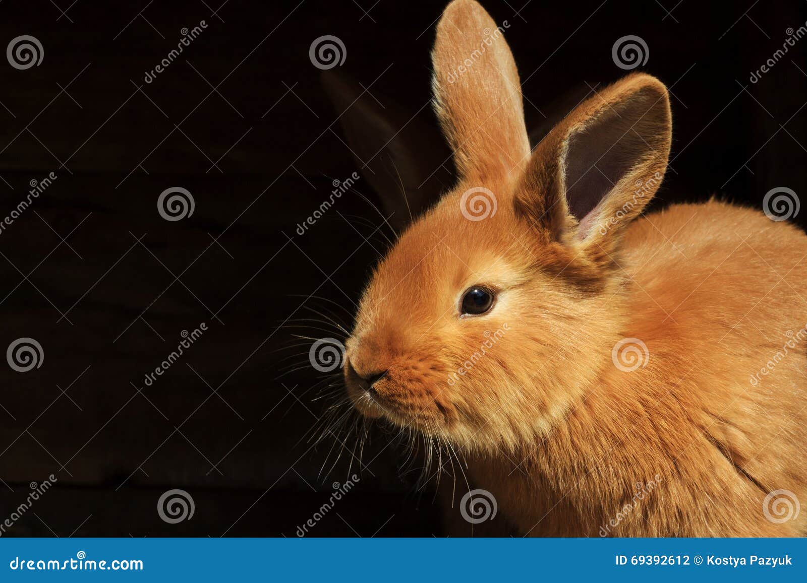Red Easter Bunny stock photo. Image of background, domestic - 69392612