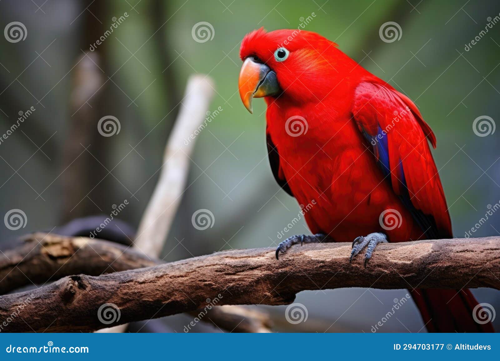 A Red Eclectus Parrot Perched on a Branch Stock Image - Image of ...