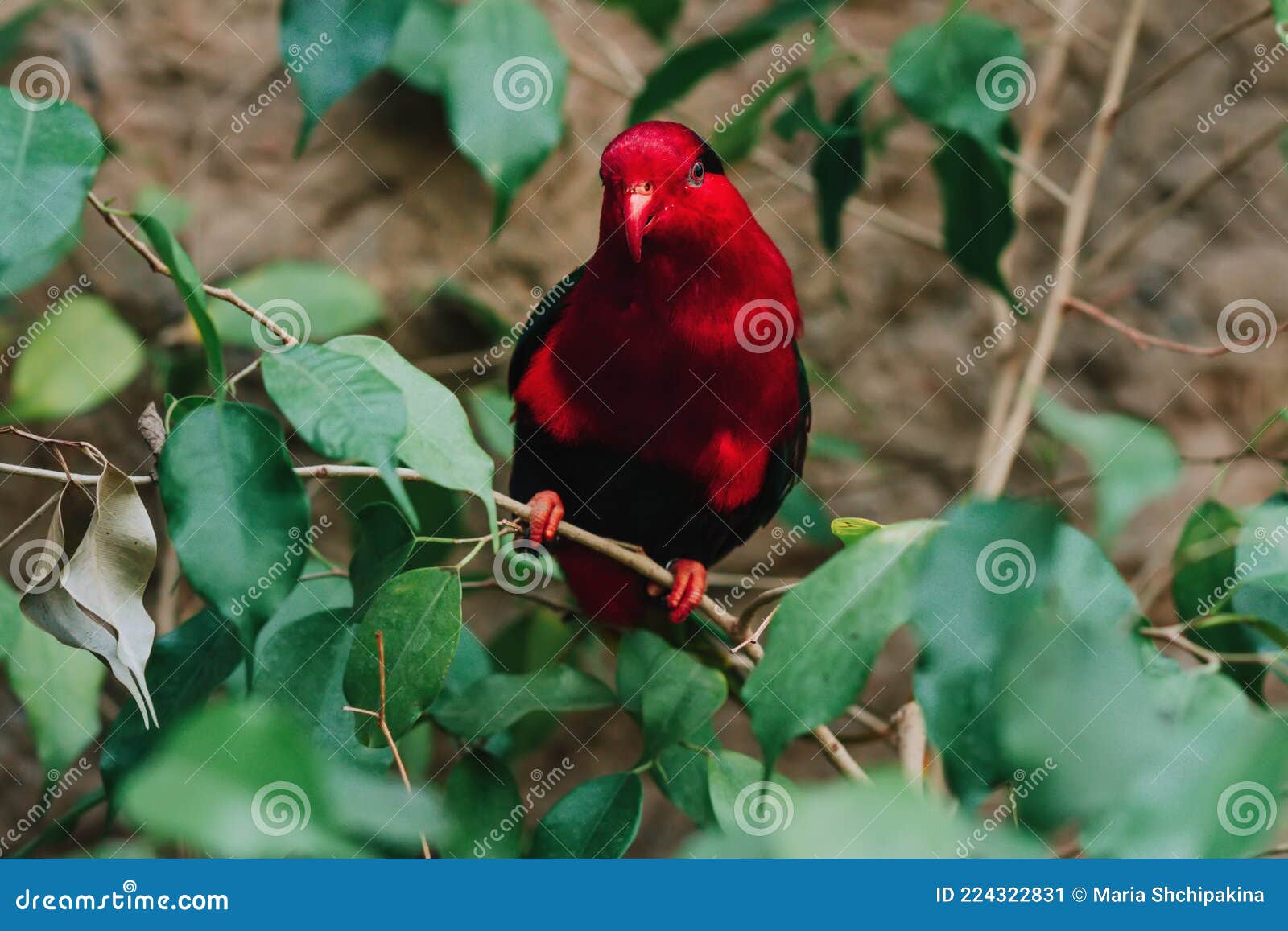 Red Eclectus Parrot Portrait Closeup on a Tree Stock Image - Image of ...