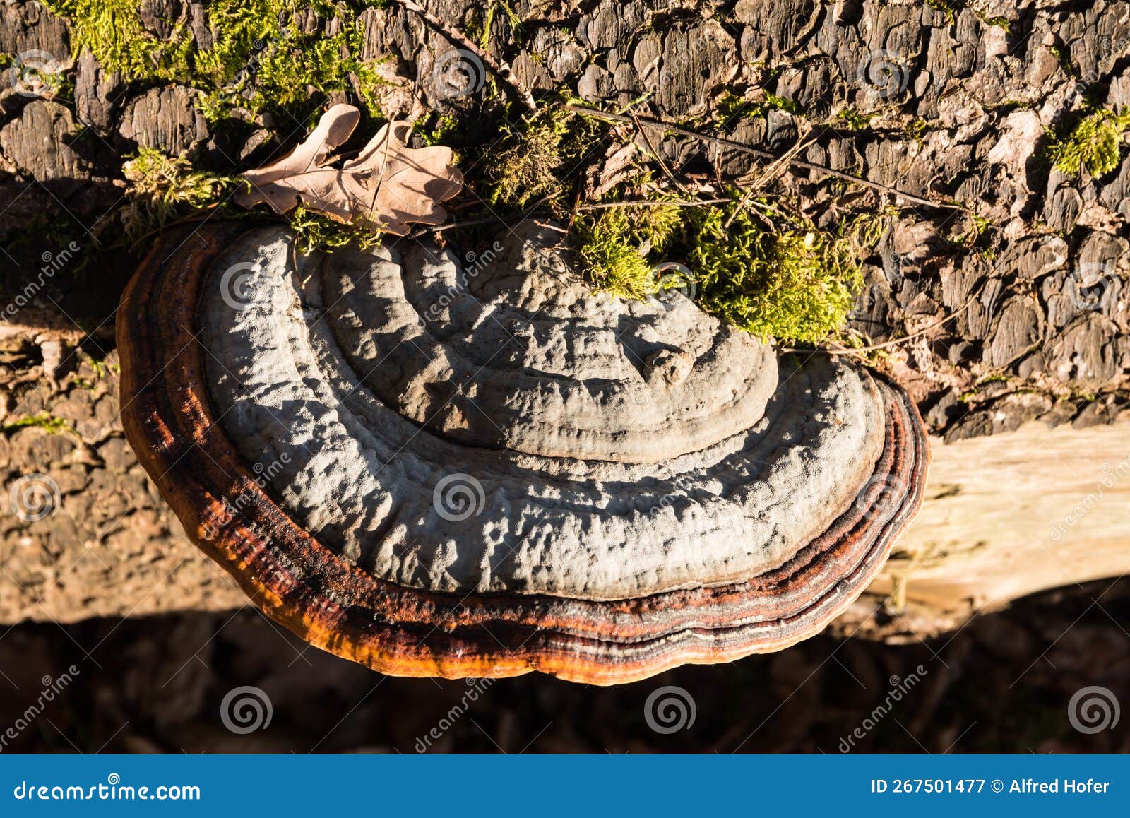 Red-edged Tree Fungus - Tree Fungus Stock Image - Image of fruiting ...