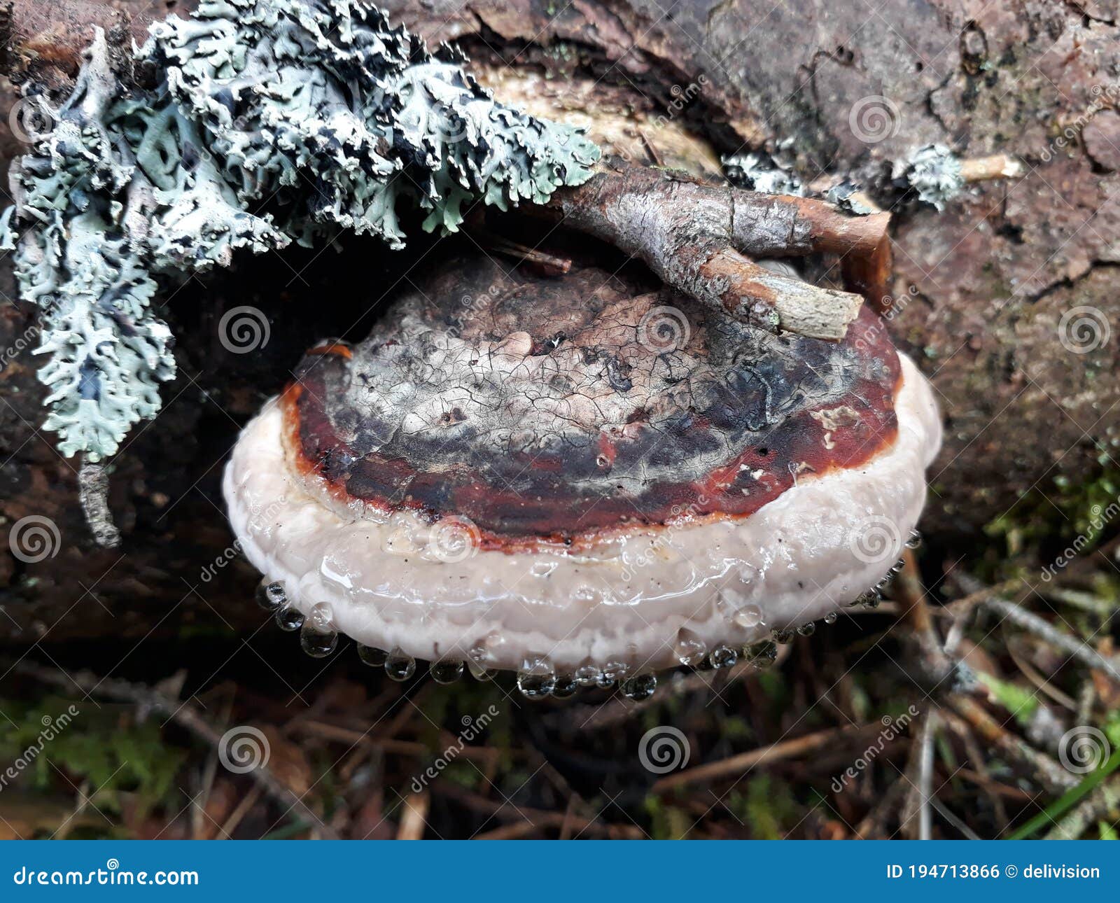 Red-edged Tree Sponge with Waterdrops Stock Photo - Image of inedible ...