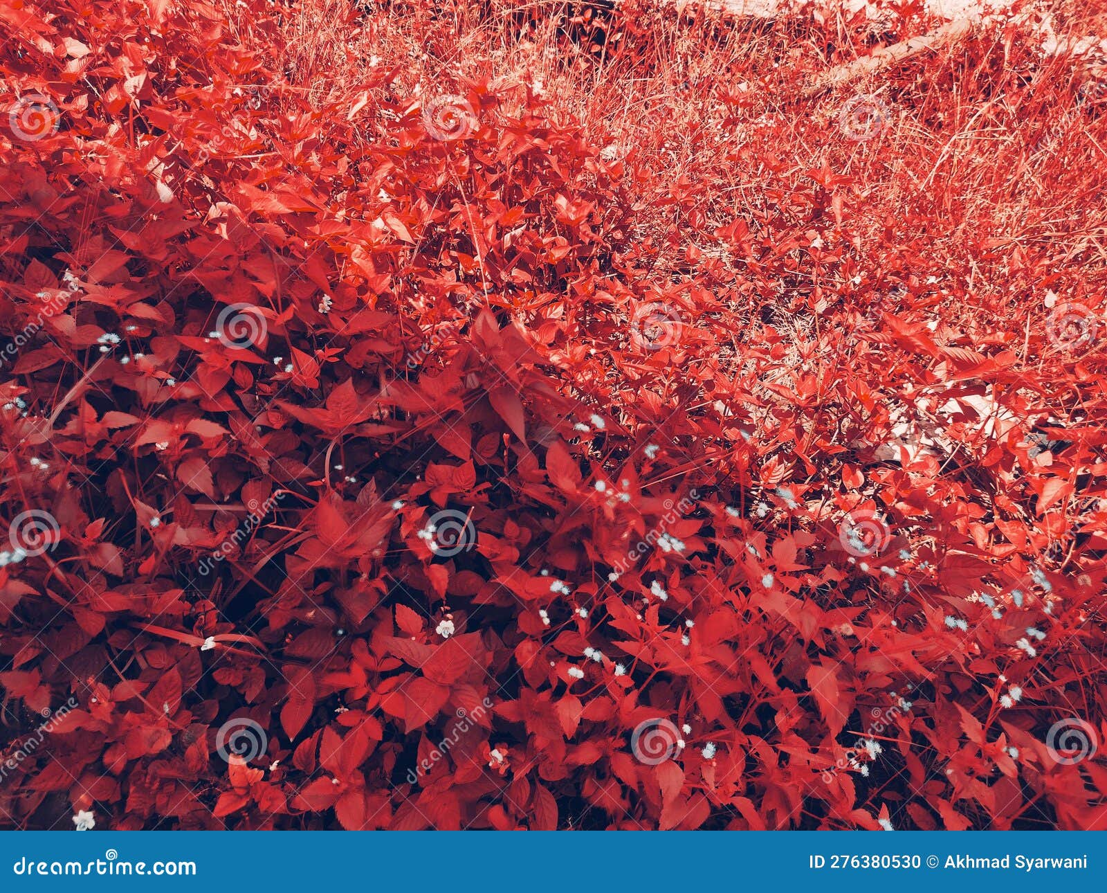 Red effect weed plant stock photo. Image of plant, background - 276380530