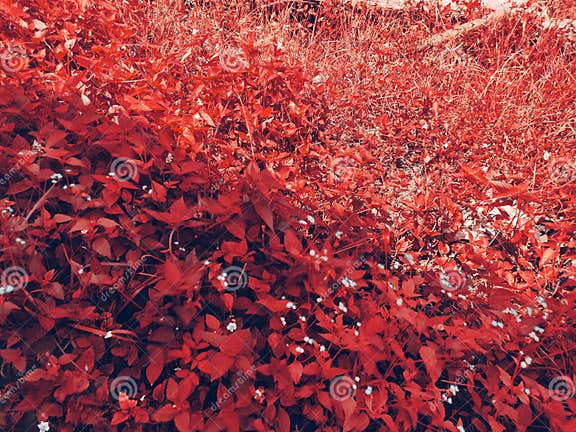 Red effect weed plant stock photo. Image of plant, background - 276380530