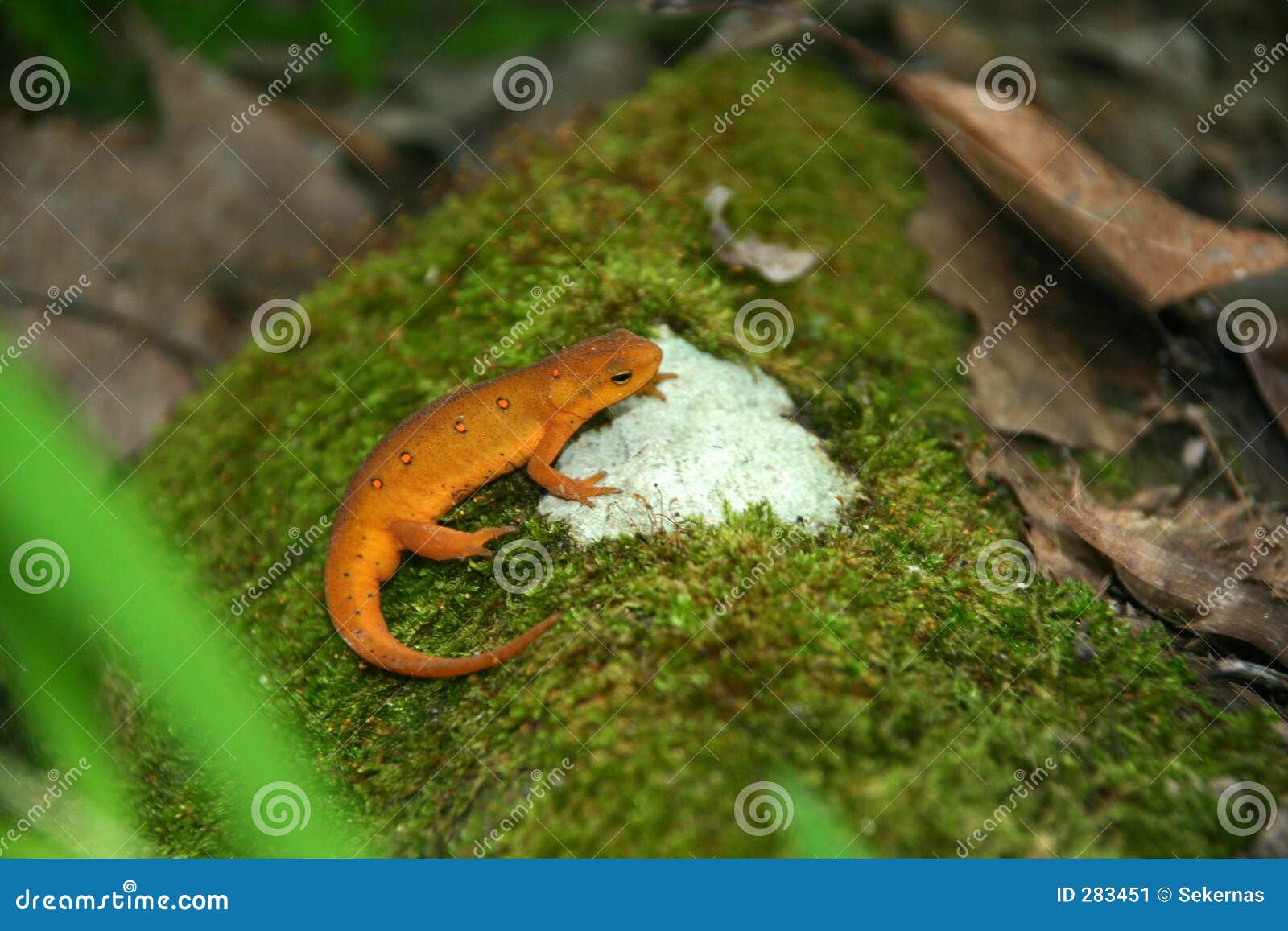 Red eft stock image. Image of wildlife, critter, small - 283451
