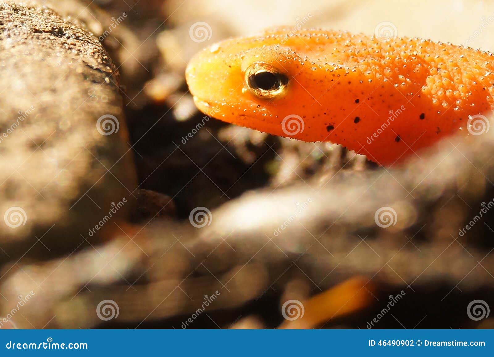 Red eft stock photo. Image of eastern, newt, juvenile - 46490902