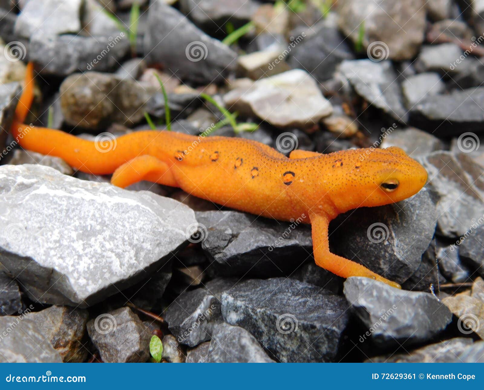 Red Eft stock image. Image of protection, pennsylvania - 72629361