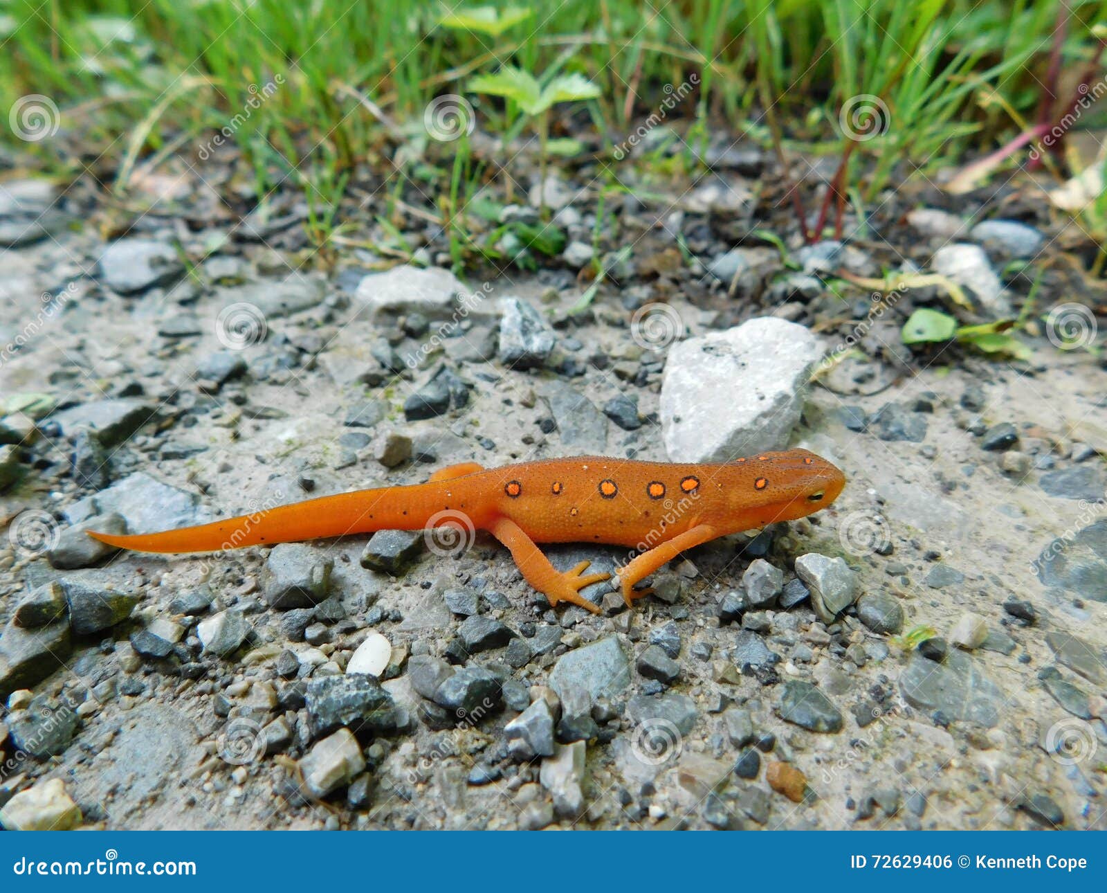 Red Eft stock photo. Image of metamorphosis, amphibian - 72629406