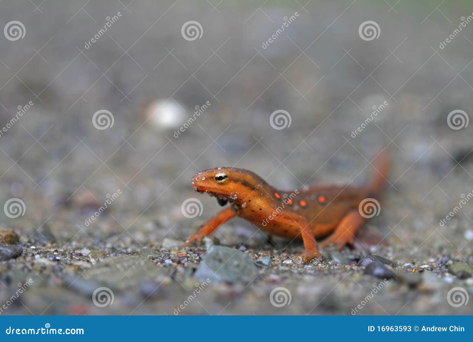 Red Eft Newt stock image. Image of eastern, spotted, walking - 16963593