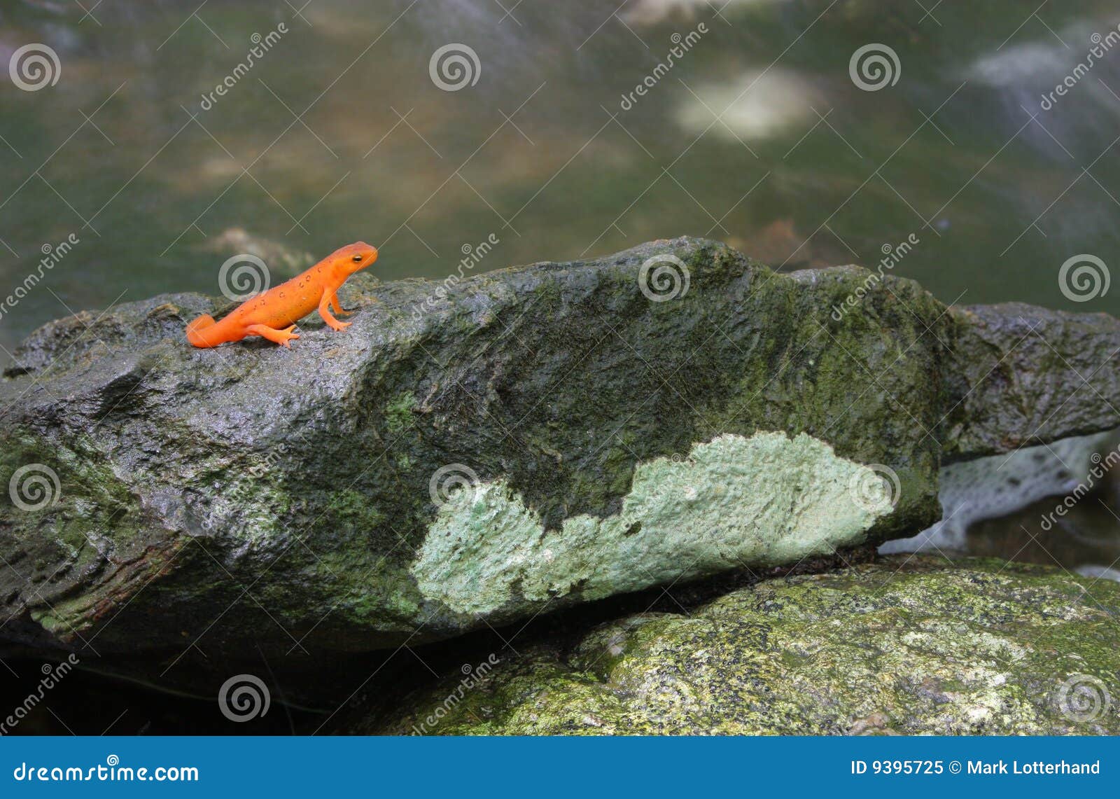 Red eft newt stock image. Image of stream, outdoor, animal - 9395725