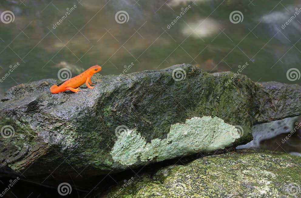 Red eft newt stock image. Image of stream, outdoor, animal - 9395725