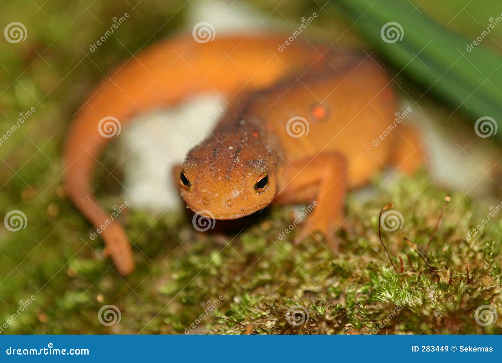 Red eft portrait stock image. Image of salamander, lizard - 283449