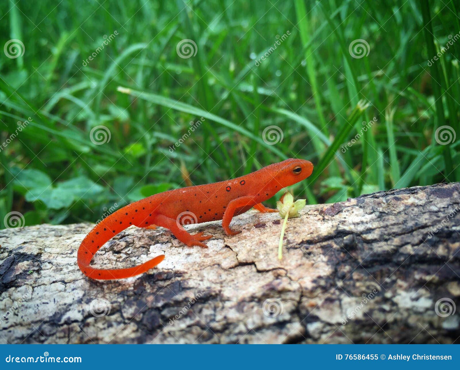 Red Eft stock image. Image of reptile, nature, wildlife - 76586455