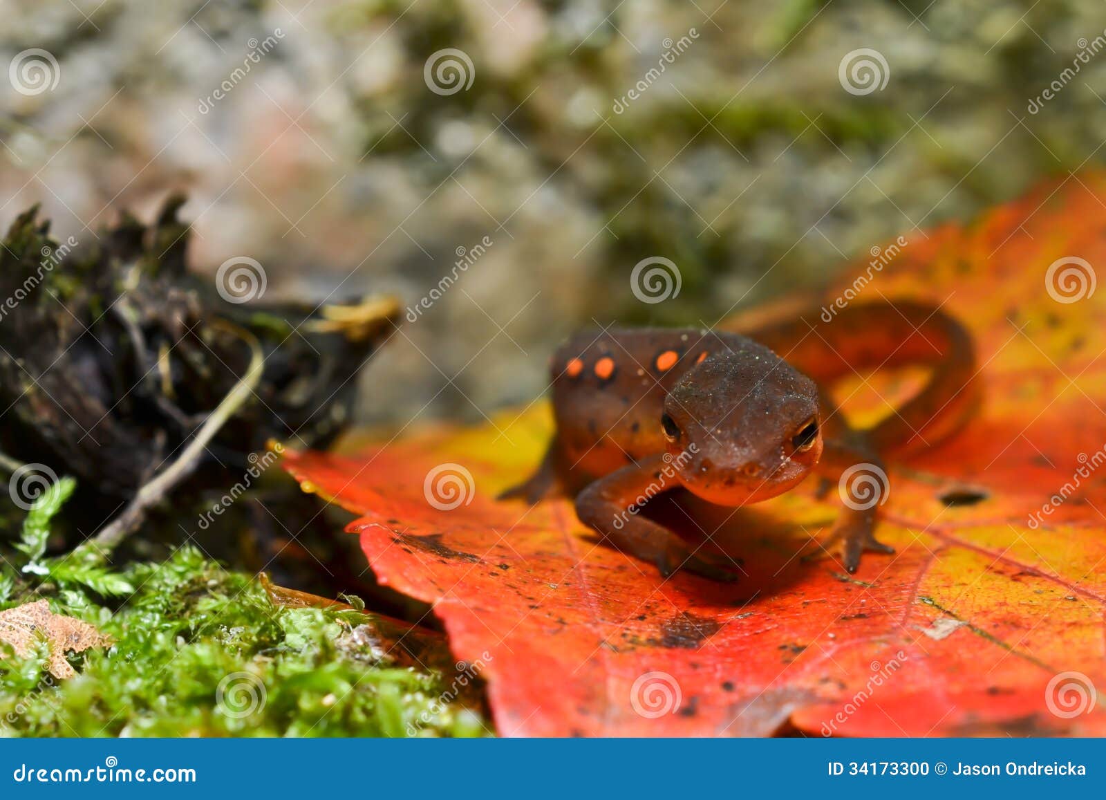 Red Eft stock photo. Image of action, amazing, adorable - 34173300