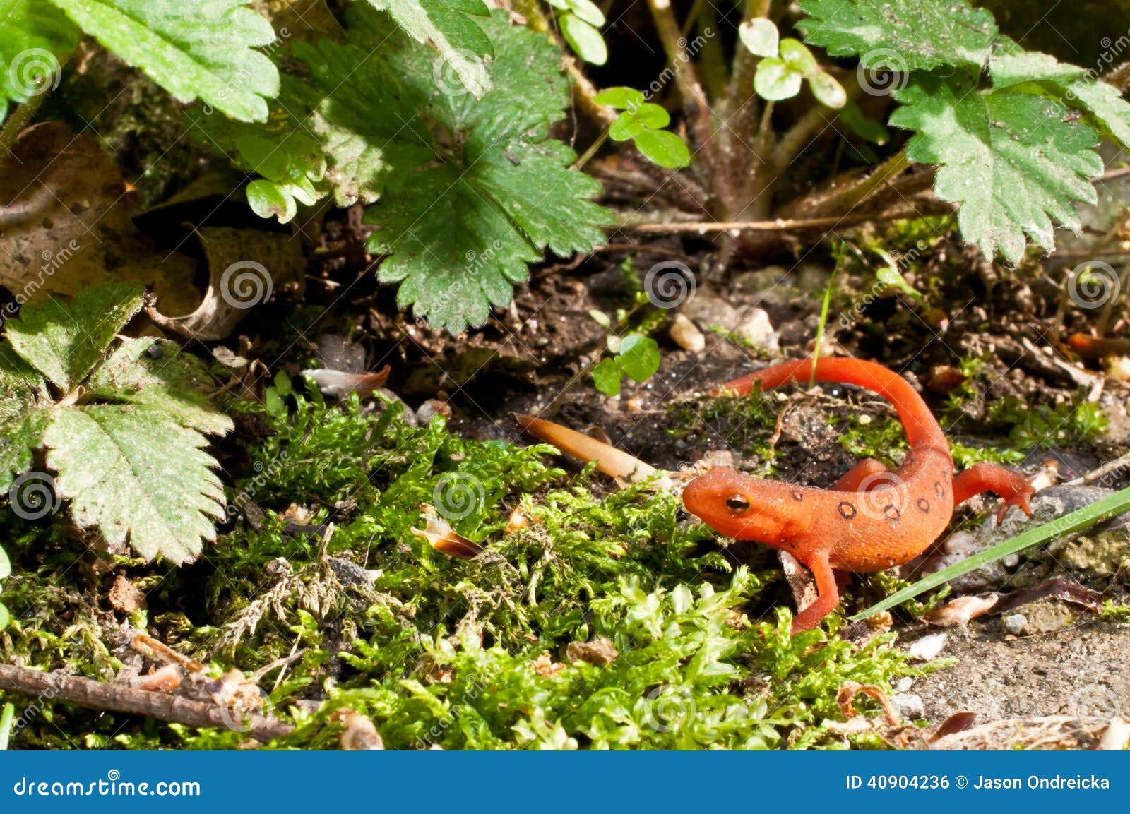 Red Eft stock photo. Image of animal, beauty, environmental - 40904236