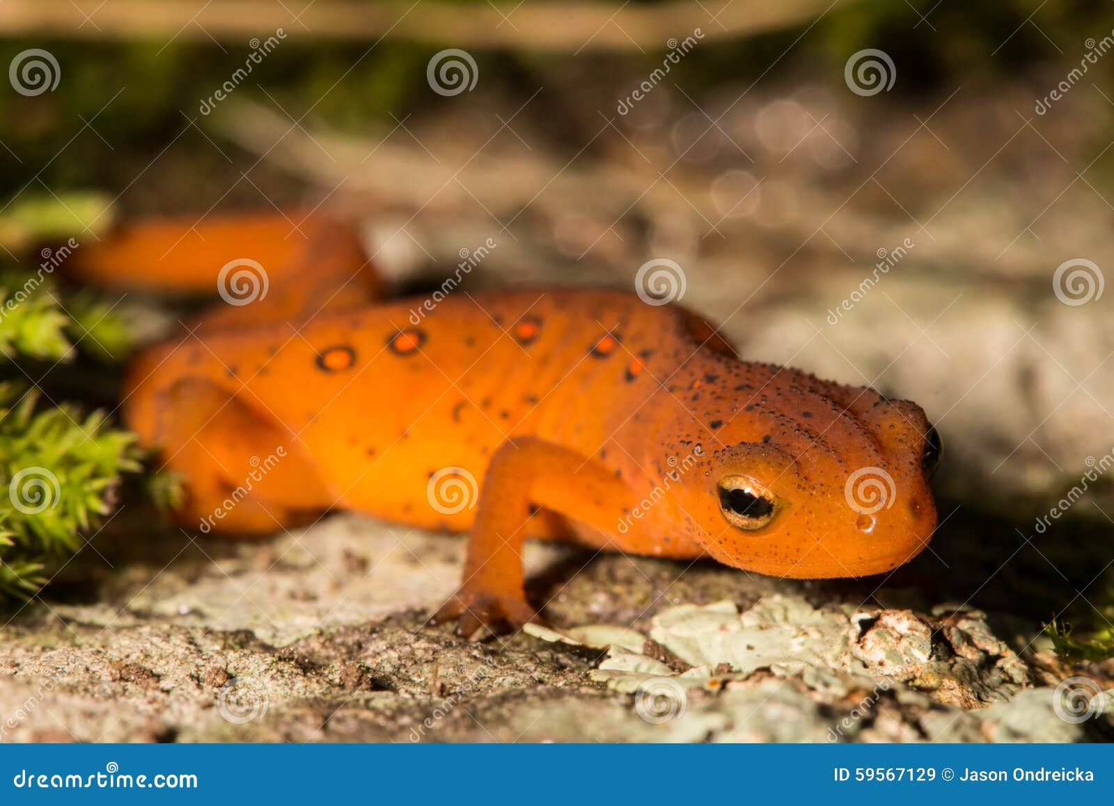 Red Eft stock image. Image of ecology, cute, fall, floor - 59567129
