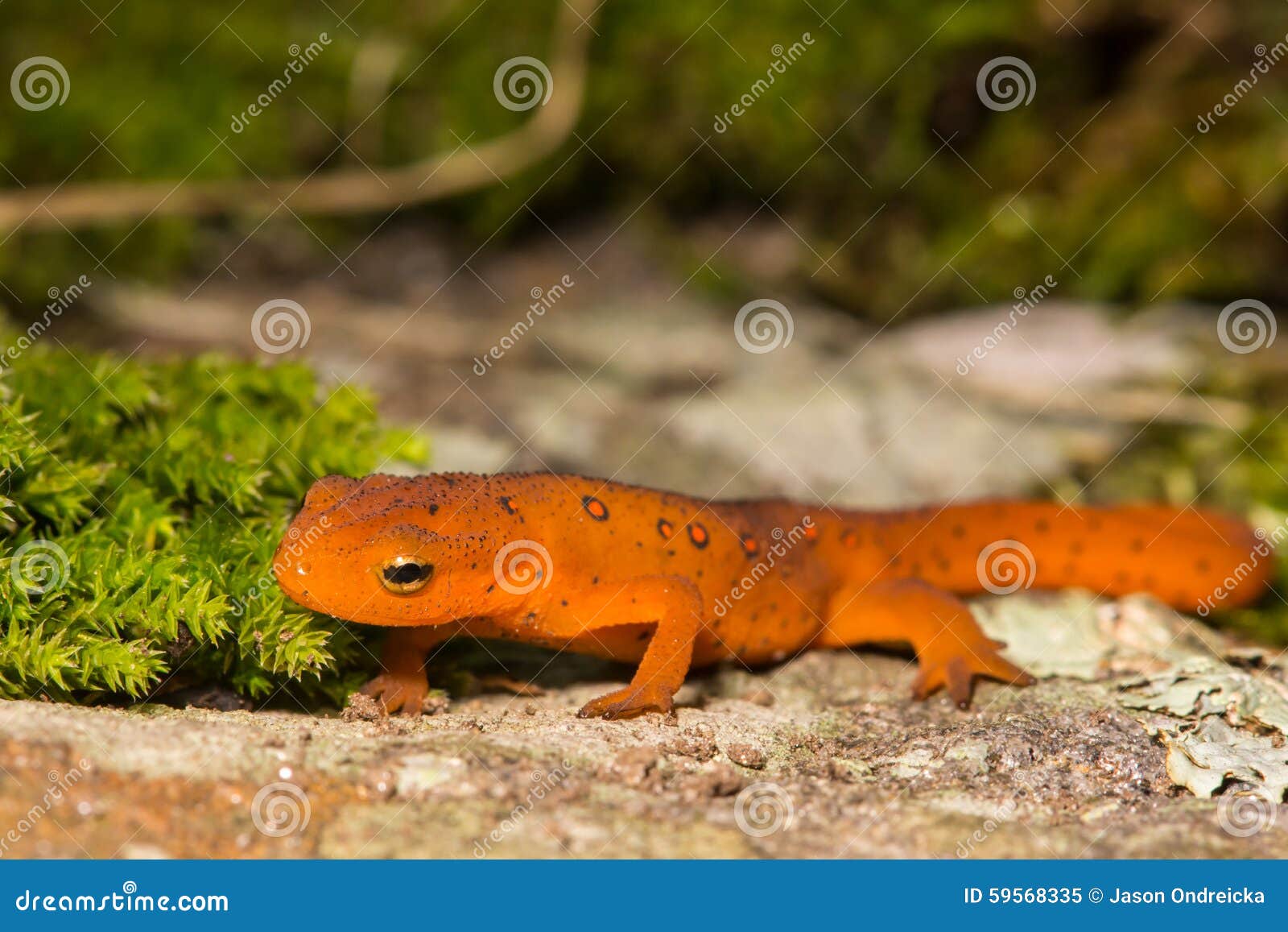 Red Eft stock image. Image of animal, garden, ecology - 59568335