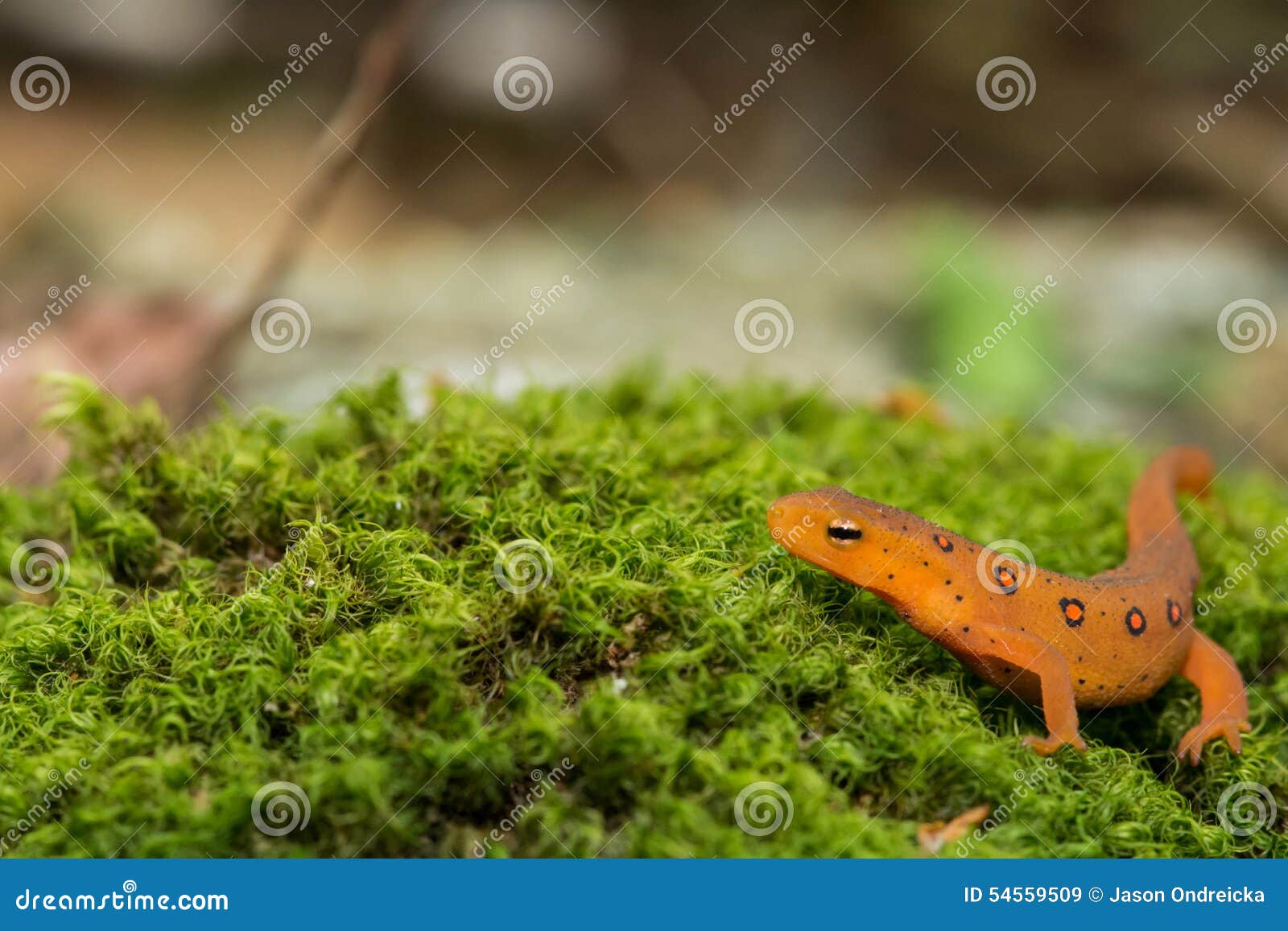 Cute Baby Newt Photos - Free & Royalty-Free Stock Photos from Dreamstime