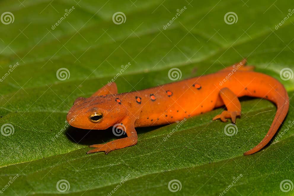 Red Eft stock photo. Image of growth, curious, floor - 73415000
