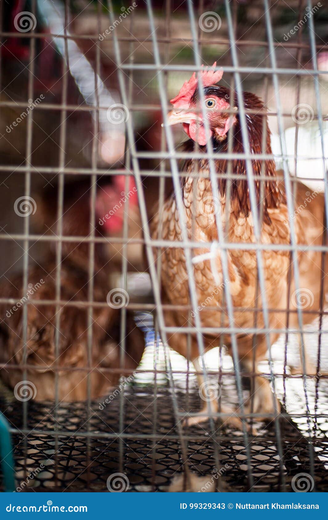 Red Egg Chickens in Layer Cage Stock Image - Image of chickens ...
