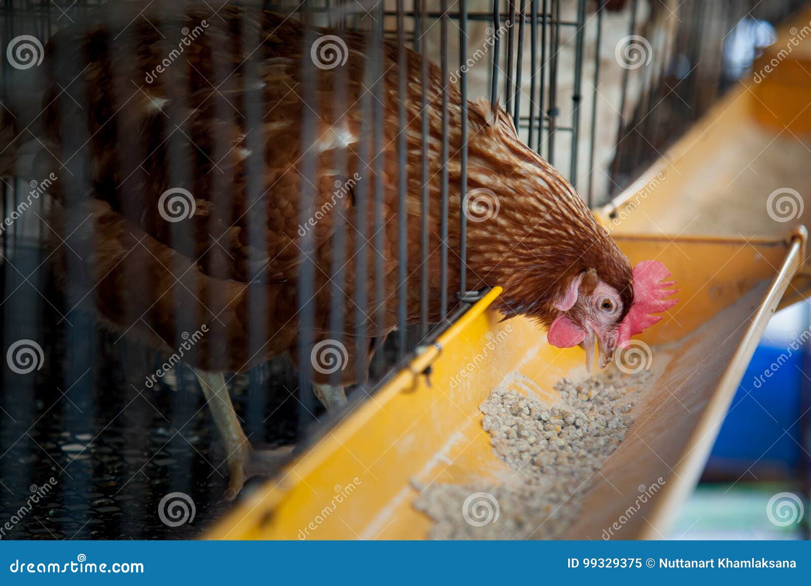 Red Egg Chickens in Layer Cage Stock Image - Image of avian, island ...
