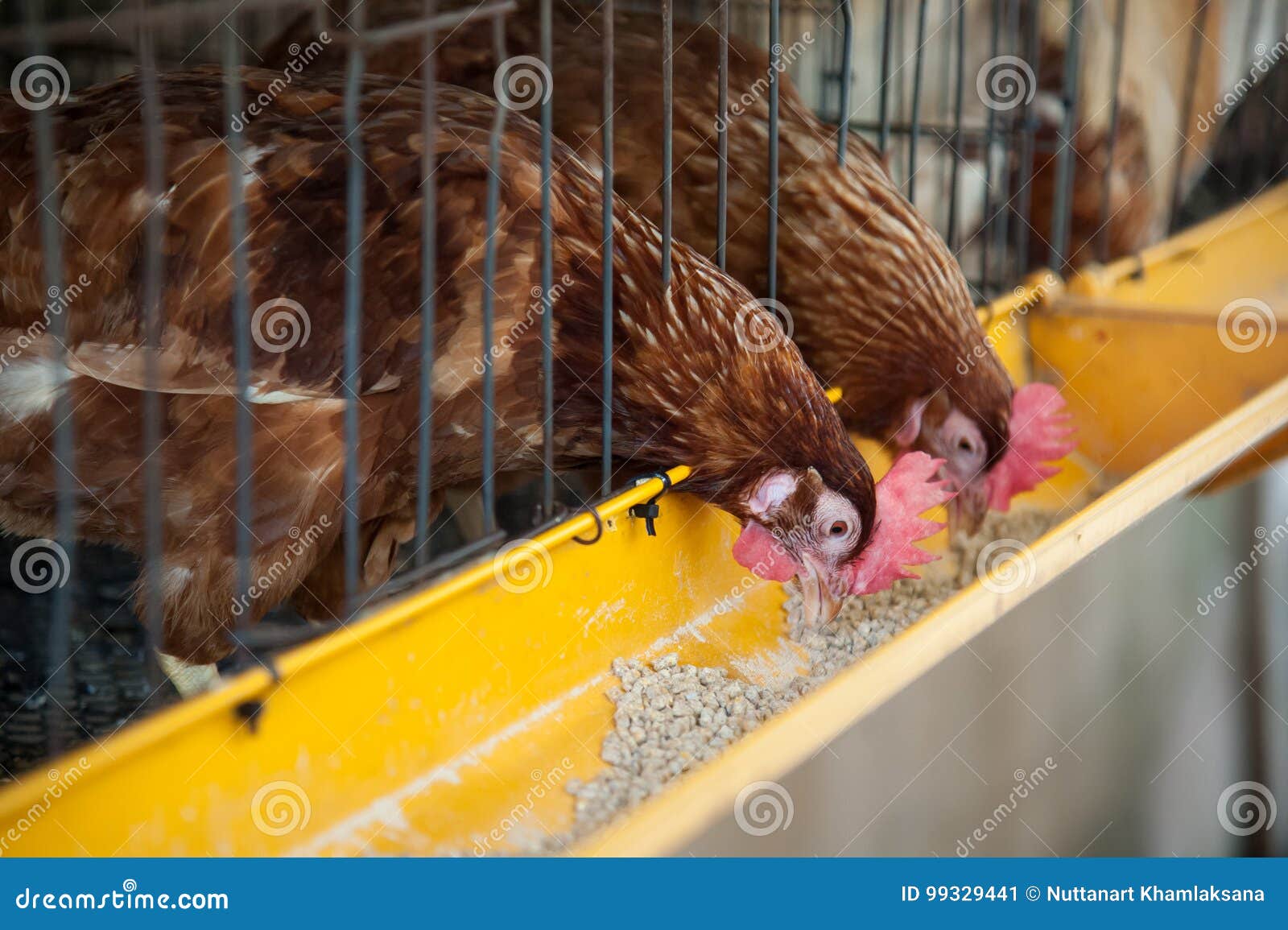 Red Egg Chickens in Layer Cage Stock Image - Image of animal, chick ...