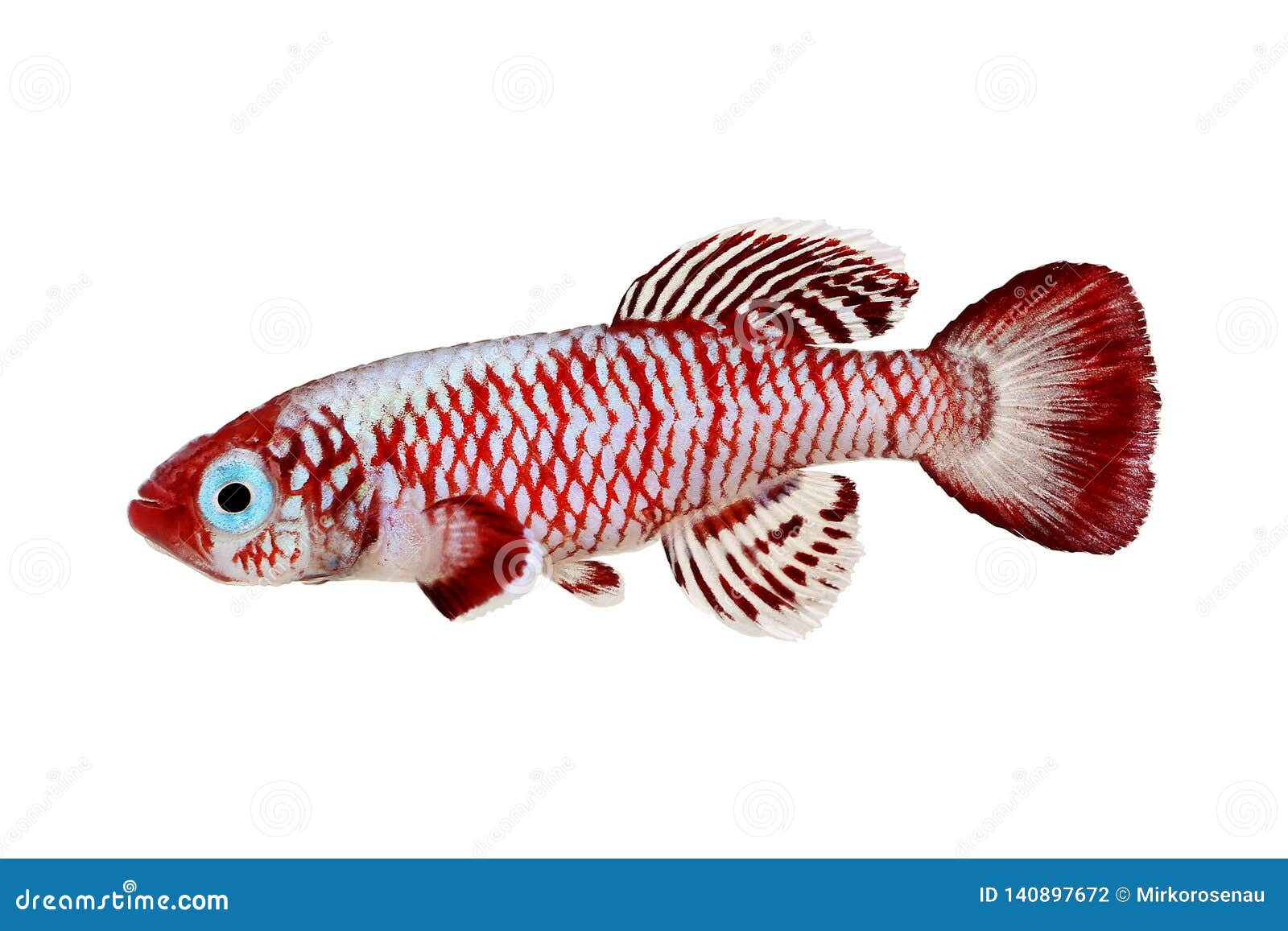 Lagos Red Killifish Male Aquarium Fish Killi Aphyosemion Bitaeniatum ...