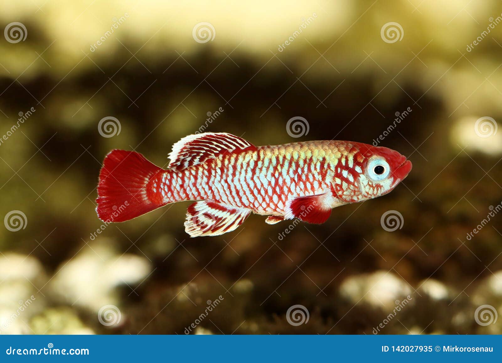 Clown Killi Banded Panchax Killifish Fish Male Epiplatys Annulatus ...