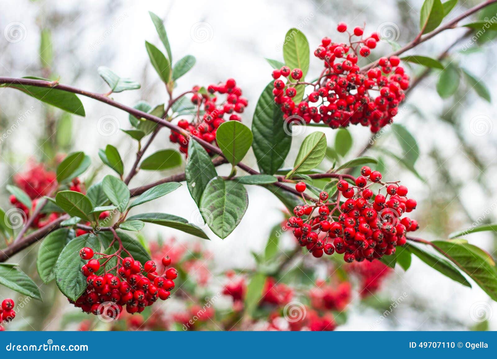 Red elder-berry on bush stock photo. Image of rowan, ashberry - 49707110