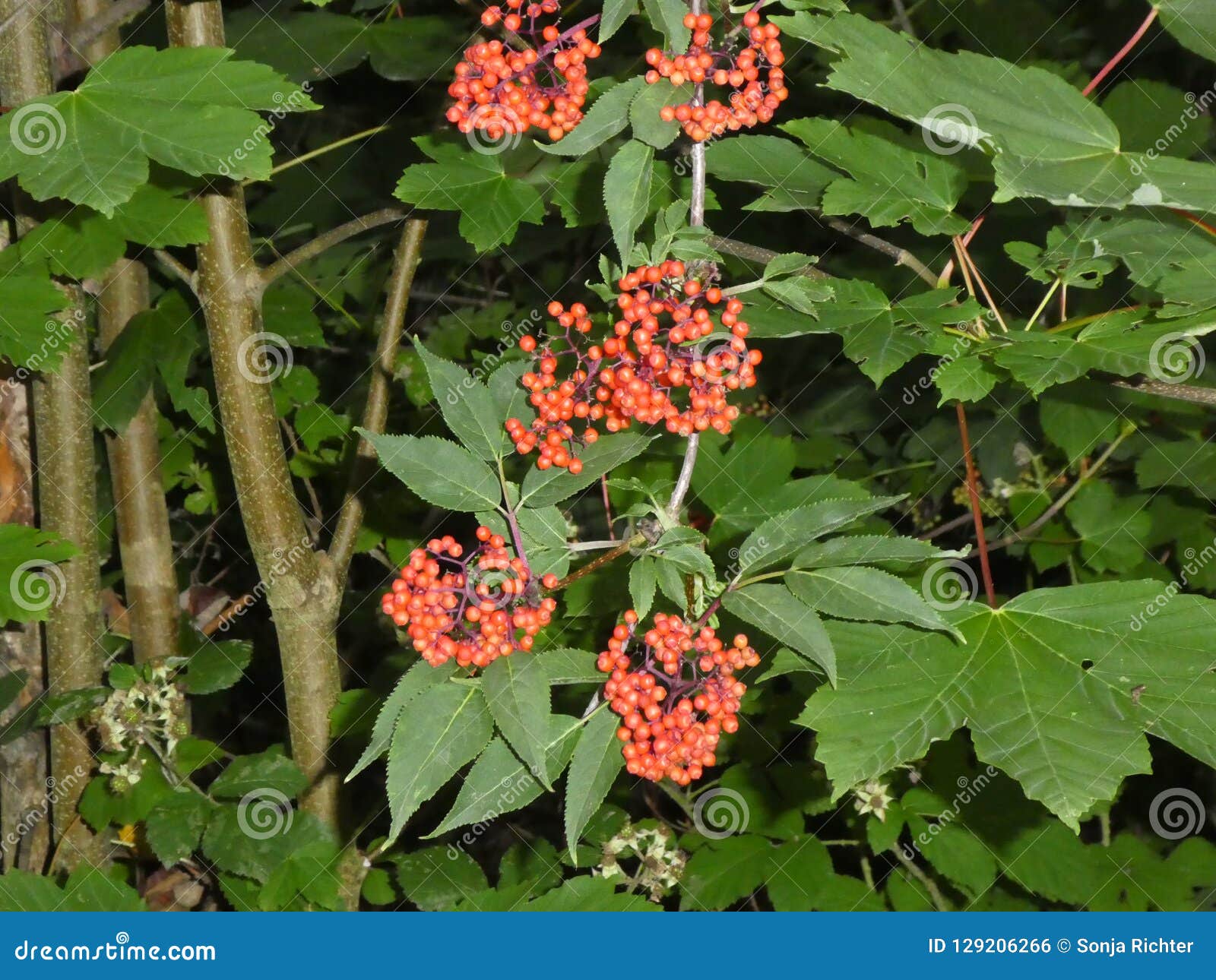 Red Elder Bush in the Forest with Fruits Stock Photo - Image of tree ...