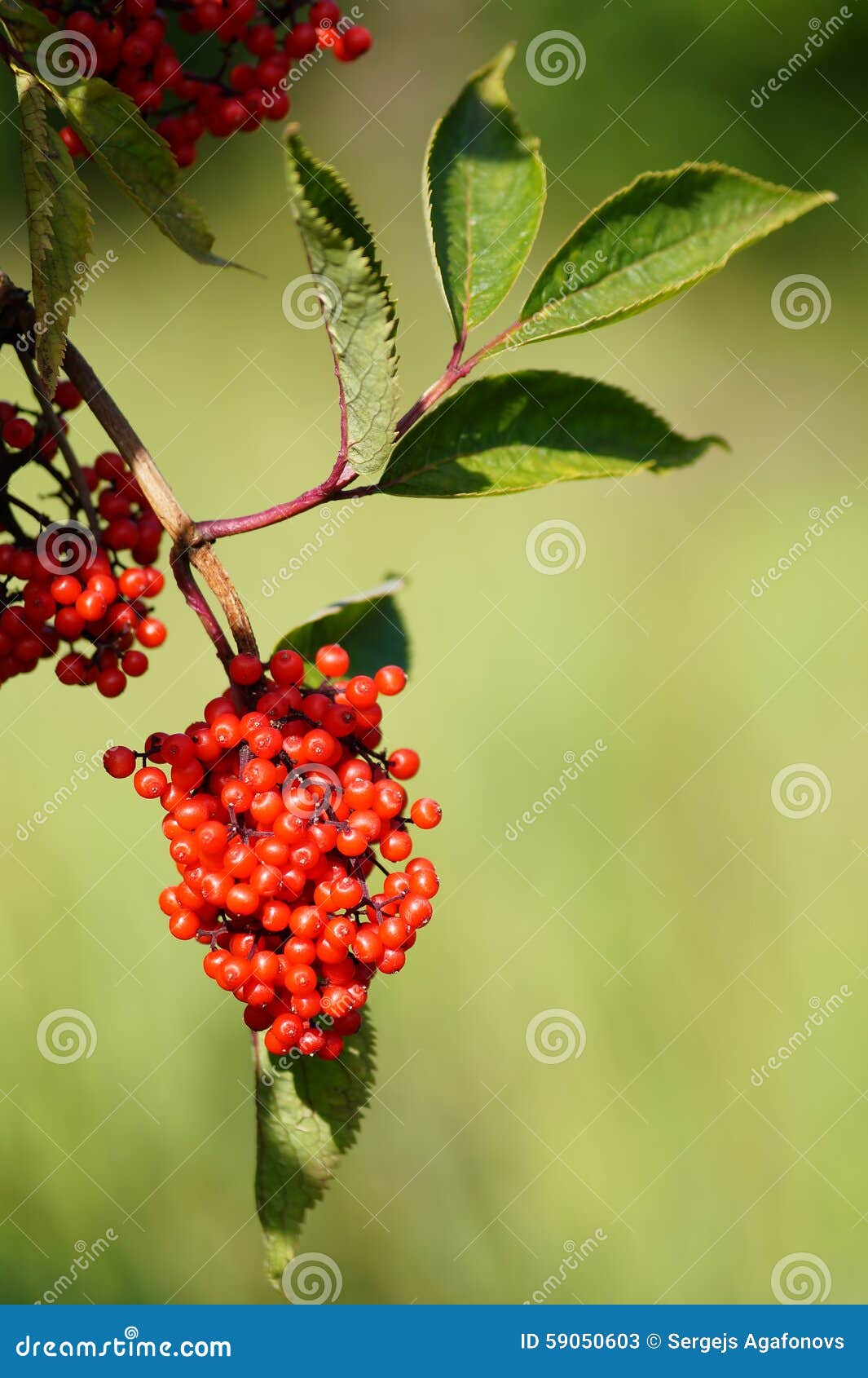 Red Elder or Elderberry (sambucus). Stock Image - Image of outdoor ...