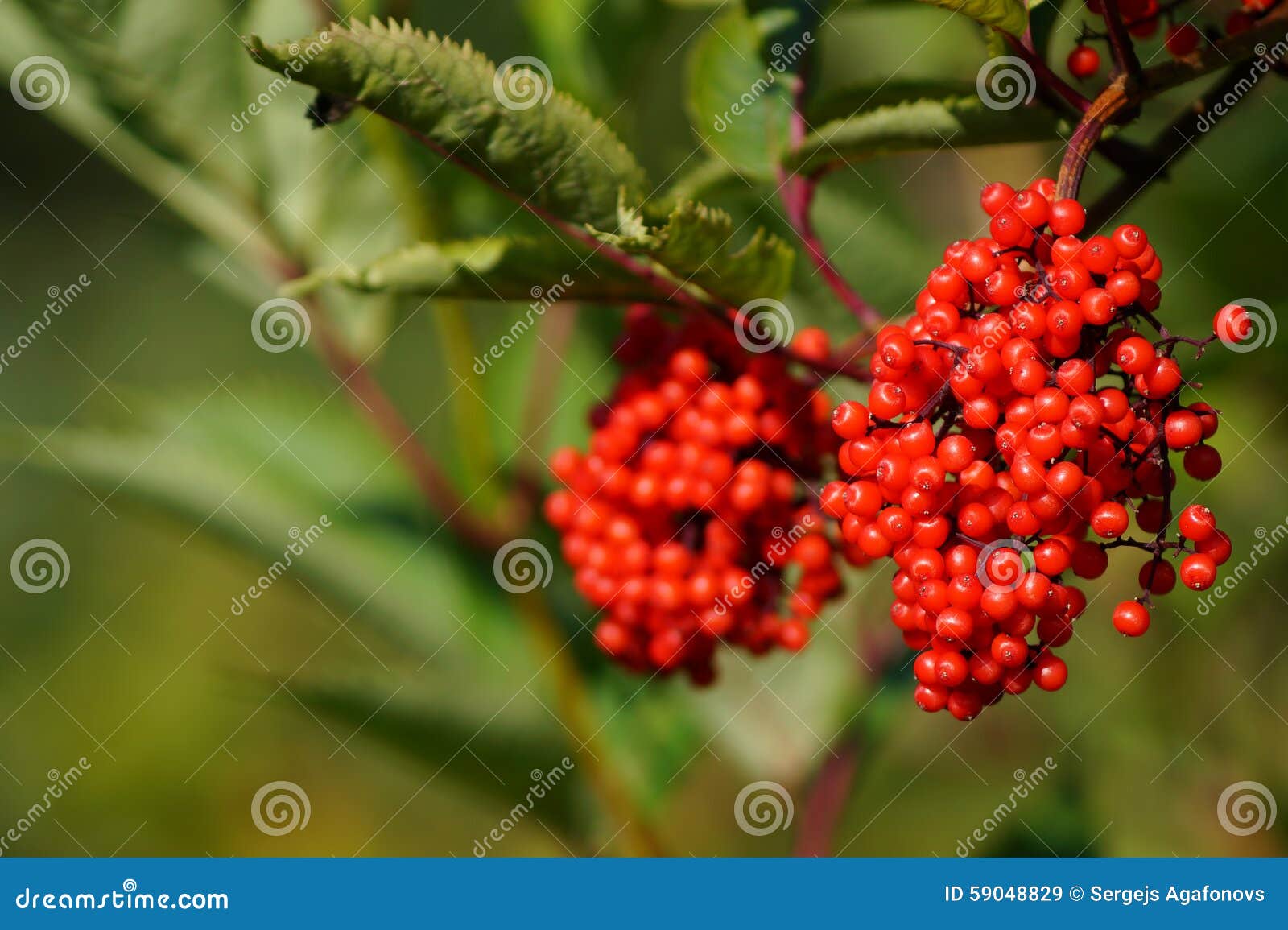Red Elder or Elderberry (sambucus). Stock Image - Image of leaves ...