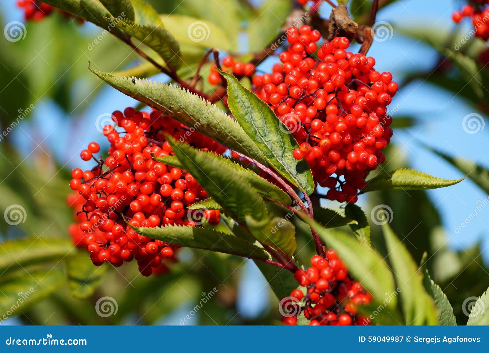 Red Elder or Elderberry (sambucus). Stock Image - Image of shrub ...