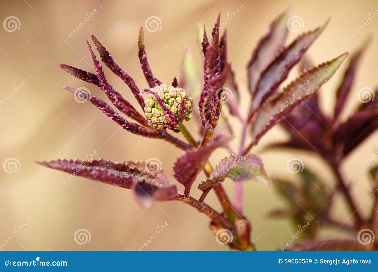 Red Elder or Elderberry (sambucus). Stock Image - Image of bunch ...