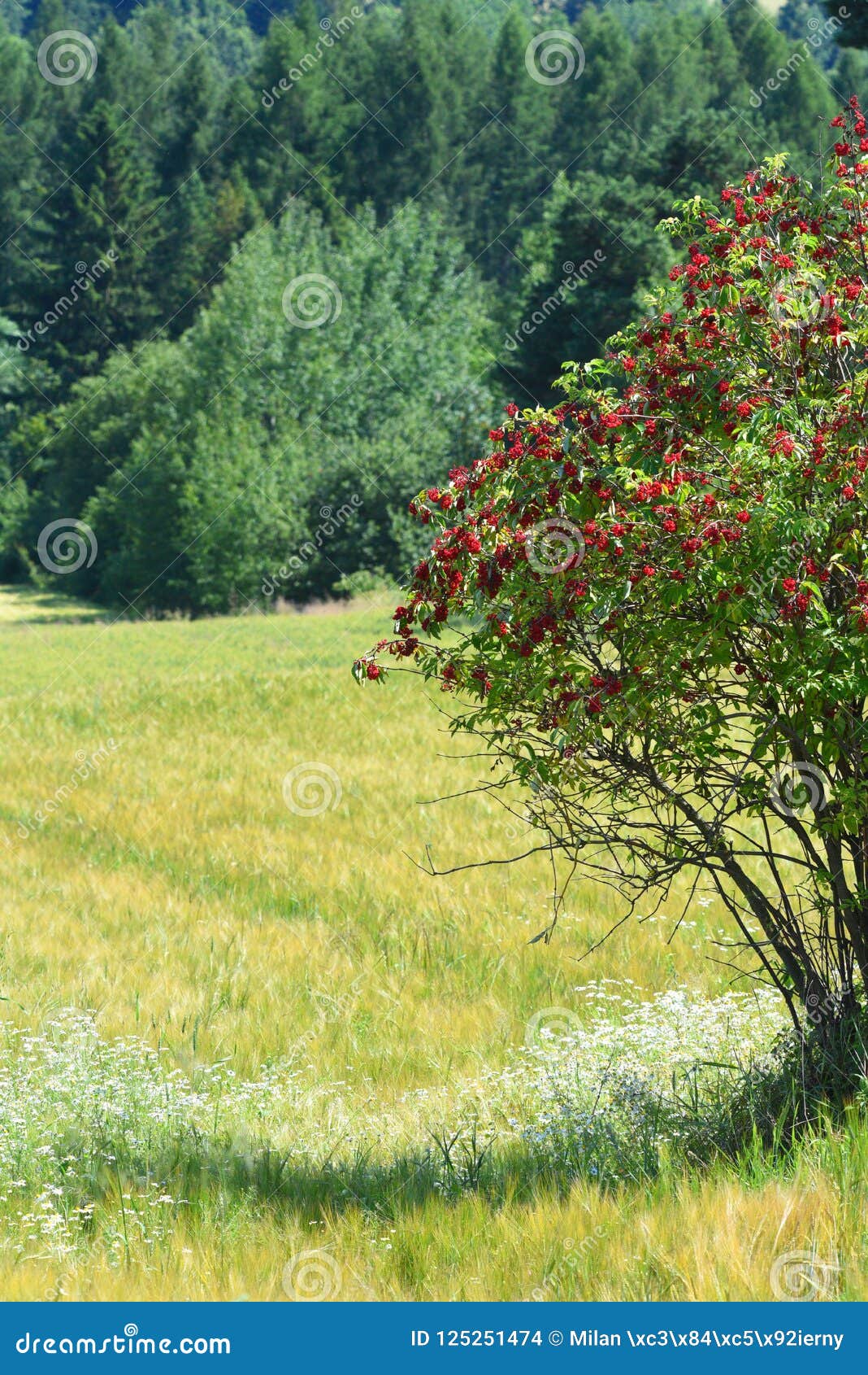 Red elderberry stock photo. Image of field, plant, landscape - 125251474