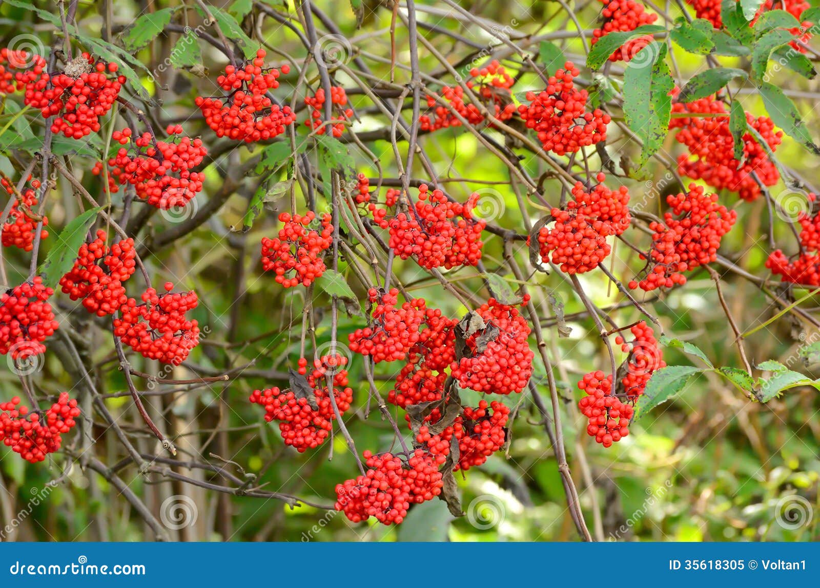 Red Elderberry stock image. Image of foliage, racemosa - 35618305