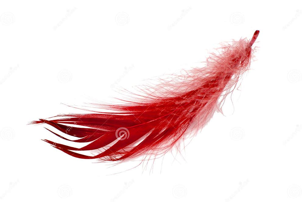 Red Elegant Bird Feather Isolated on the White Background Stock Image ...