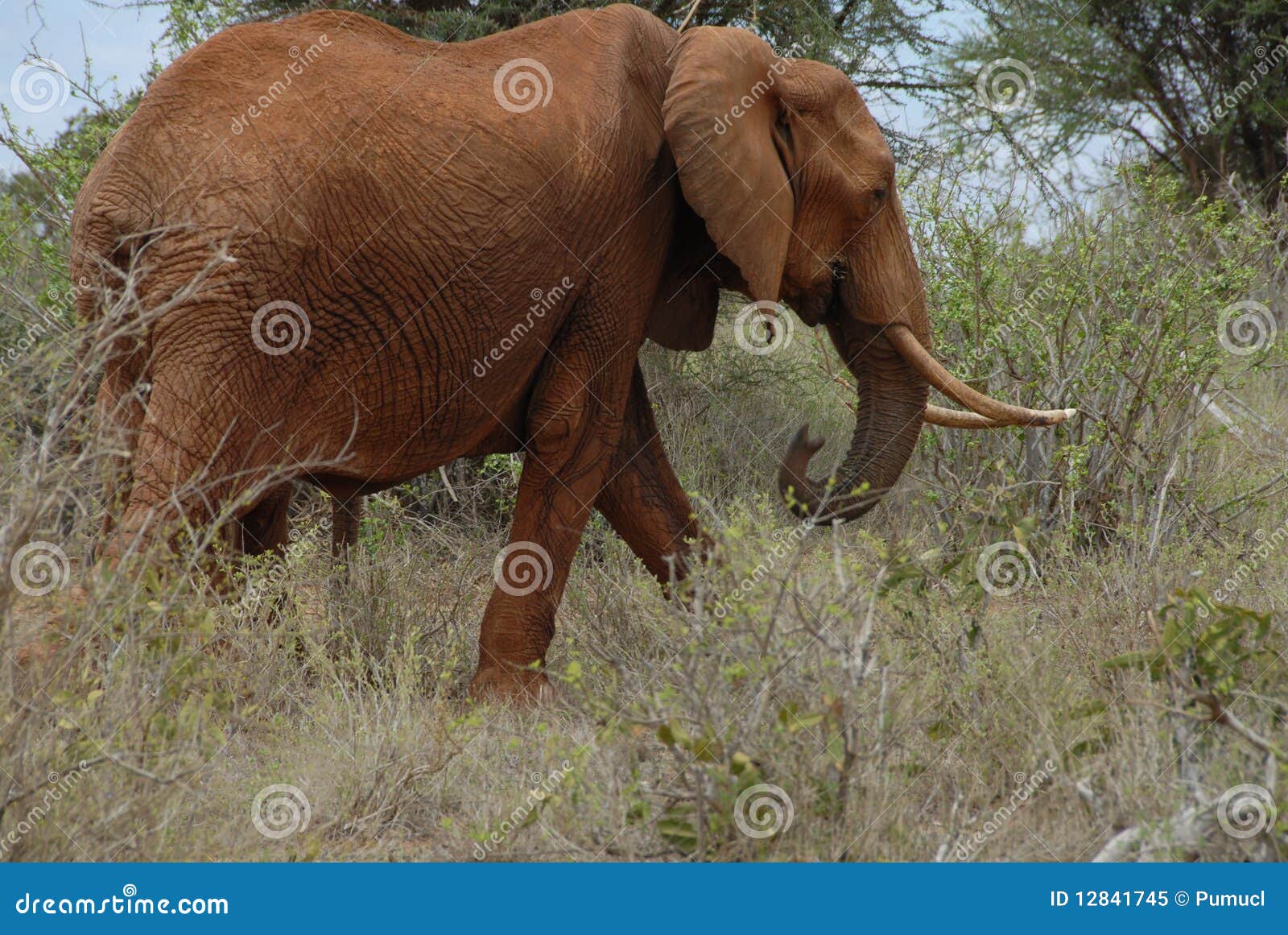 Red Elephant stock image. Image of tusk, elephantidae - 12841745