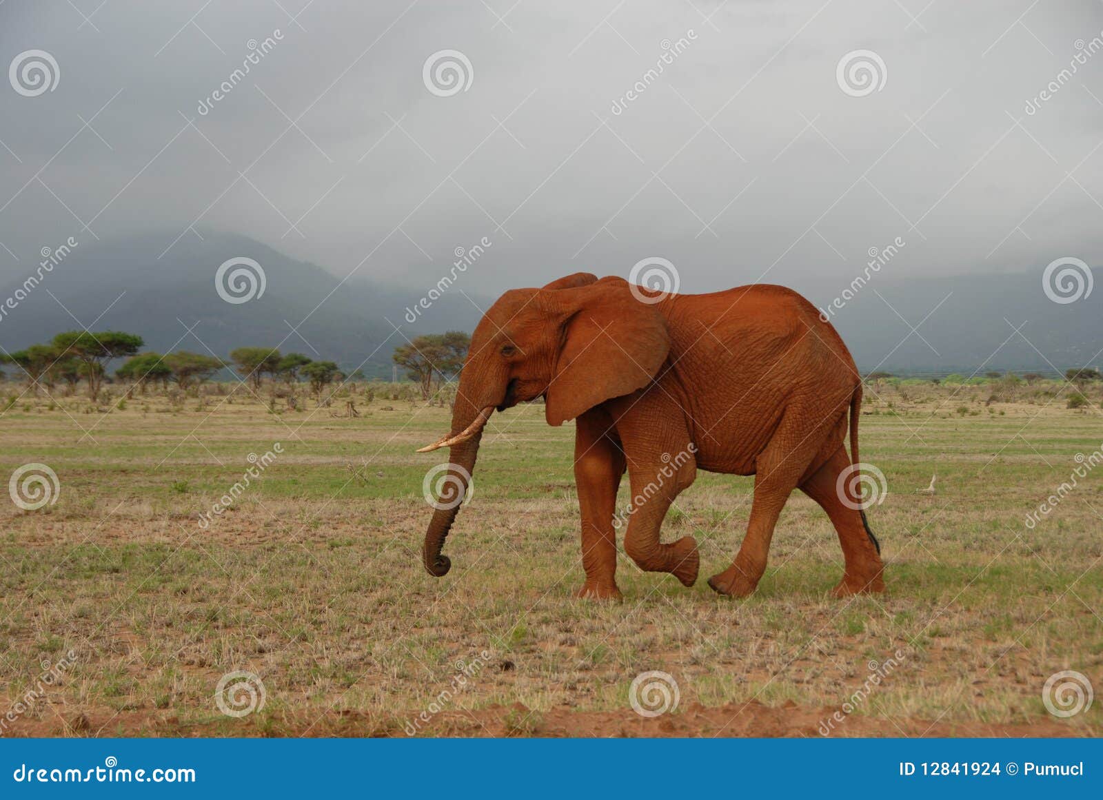 Red Elephant stock photo. Image of pachyderm, nationalparc - 12841924