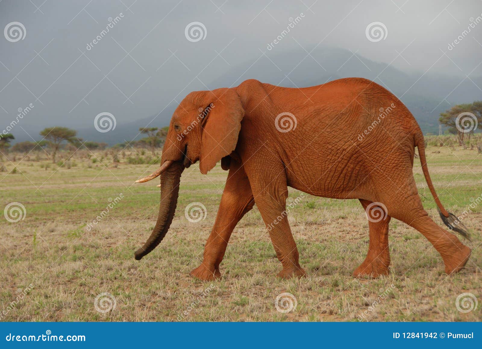 Red Elephant stock photo. Image of animal, kenya, elephant - 12841942