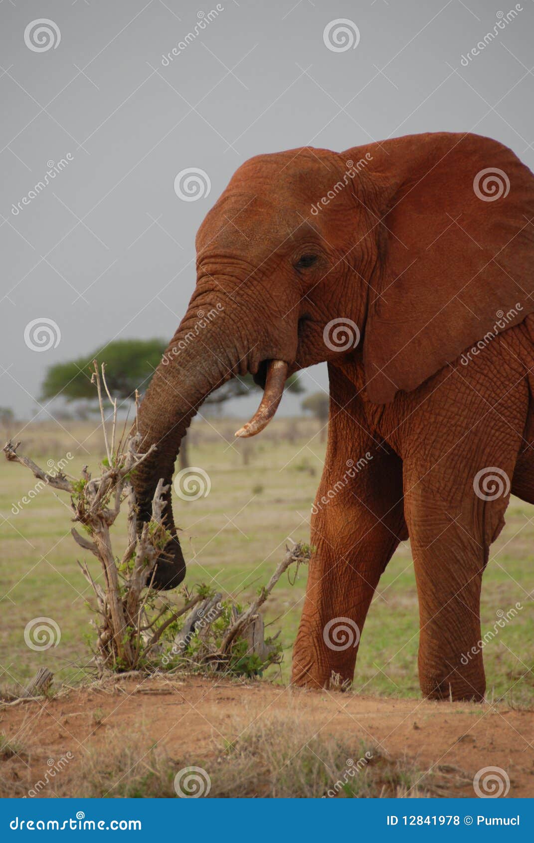 Red Elephant stock photo. Image of trunk, tsavo, adventure - 12841978