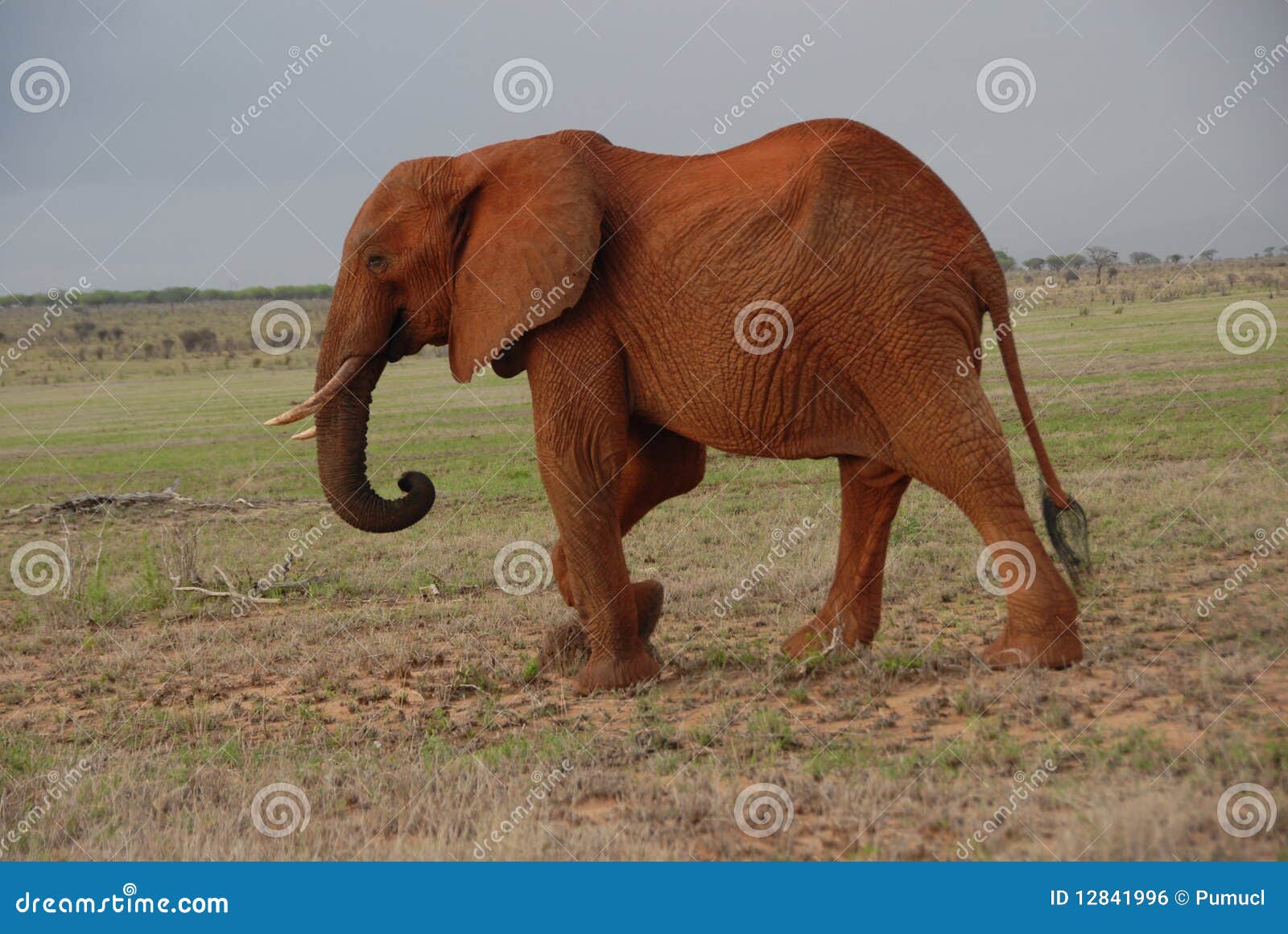 Red Elephant stock photo. Image of bush, east, strong - 12841996