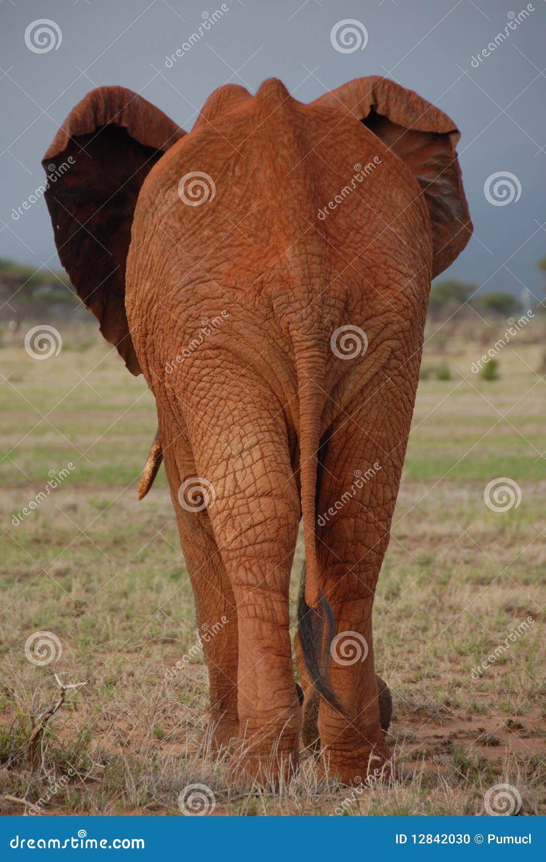 Red Elephant stock photo. Image of drive, africa, outdoor - 12842030