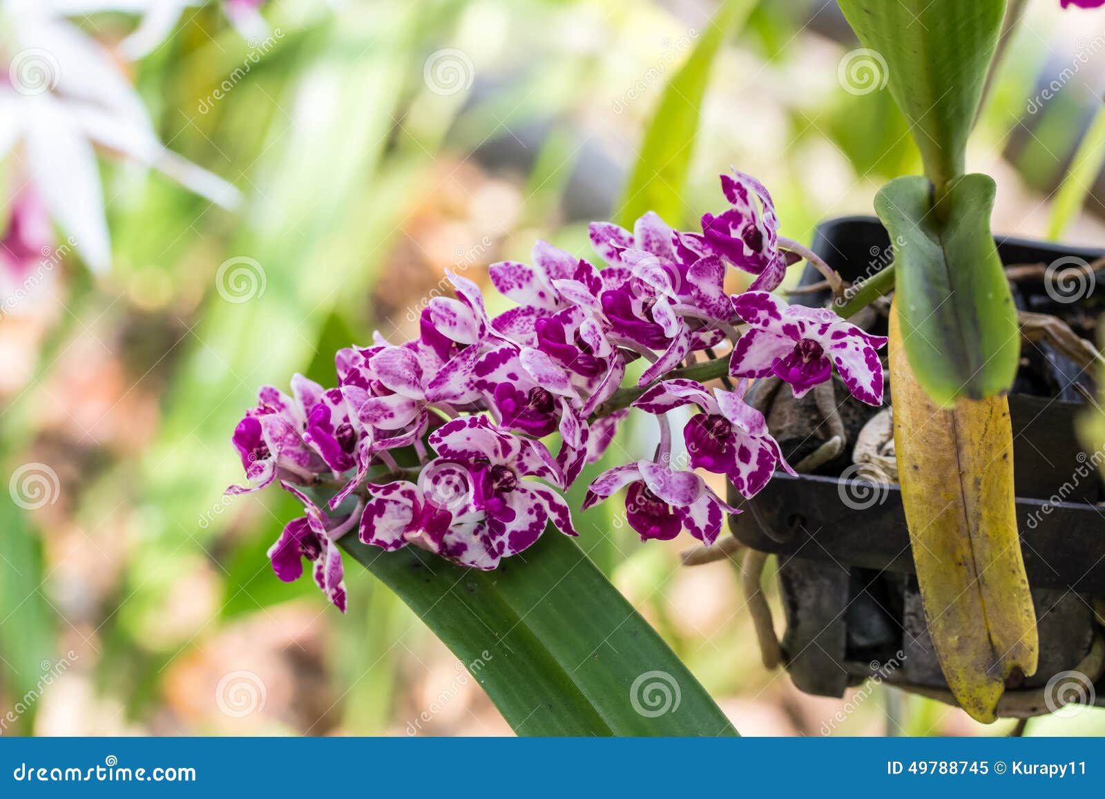 Red Elephant Orchid flower stock image. Image of organic - 49788745