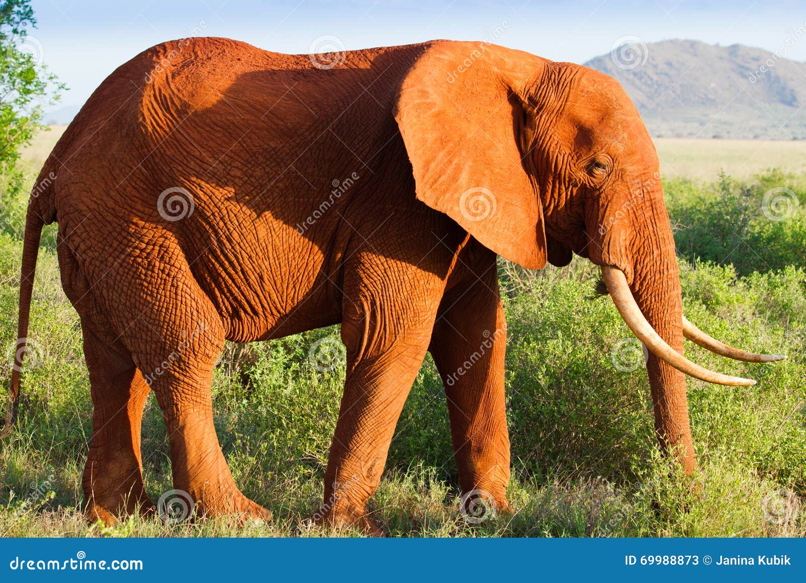 Red Elephants in Tsavo National Park Stock Image - Image of animals ...