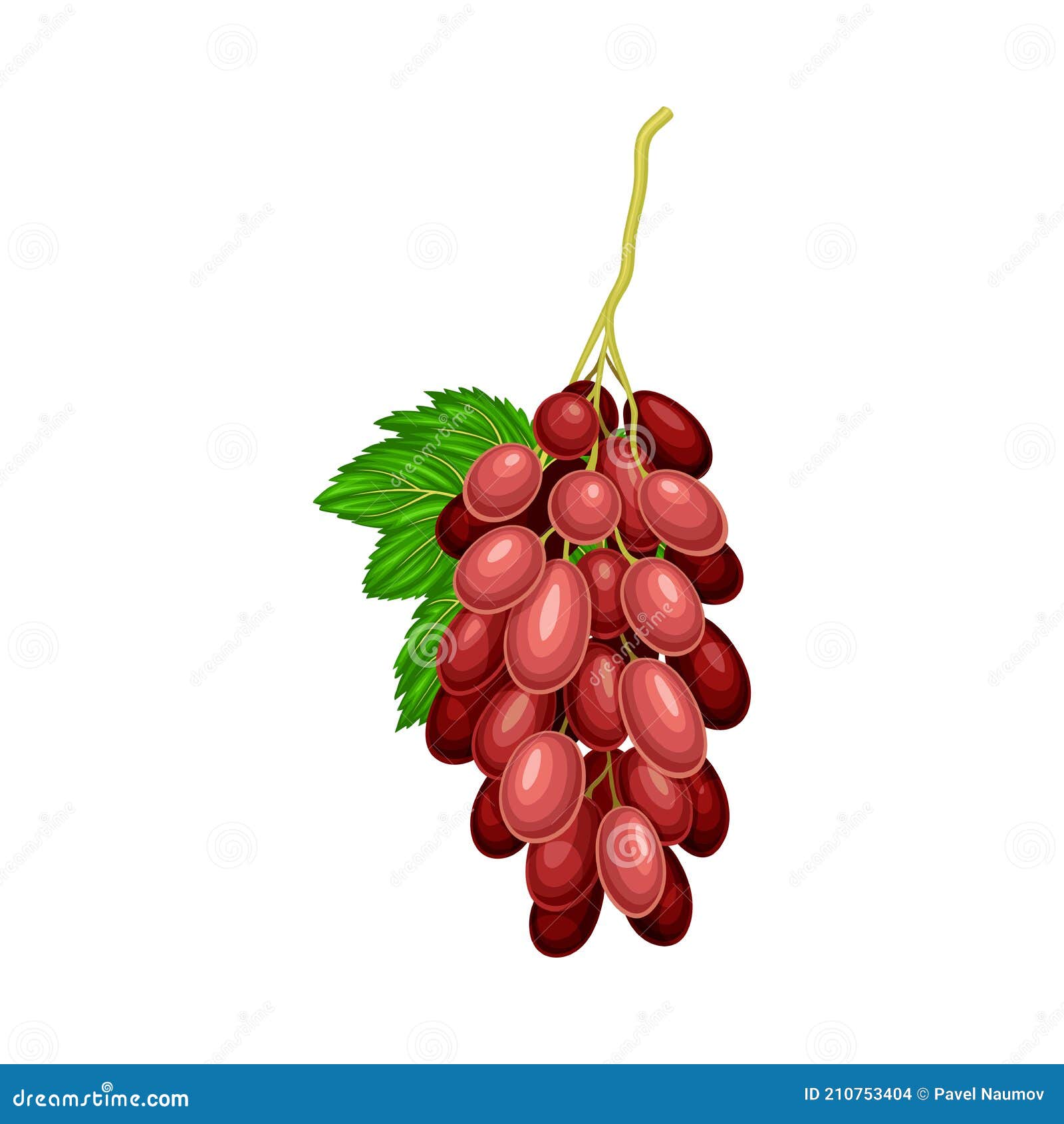 Red Ellipsoid Berries of Grape Growing in Cluster Vector Illustration ...